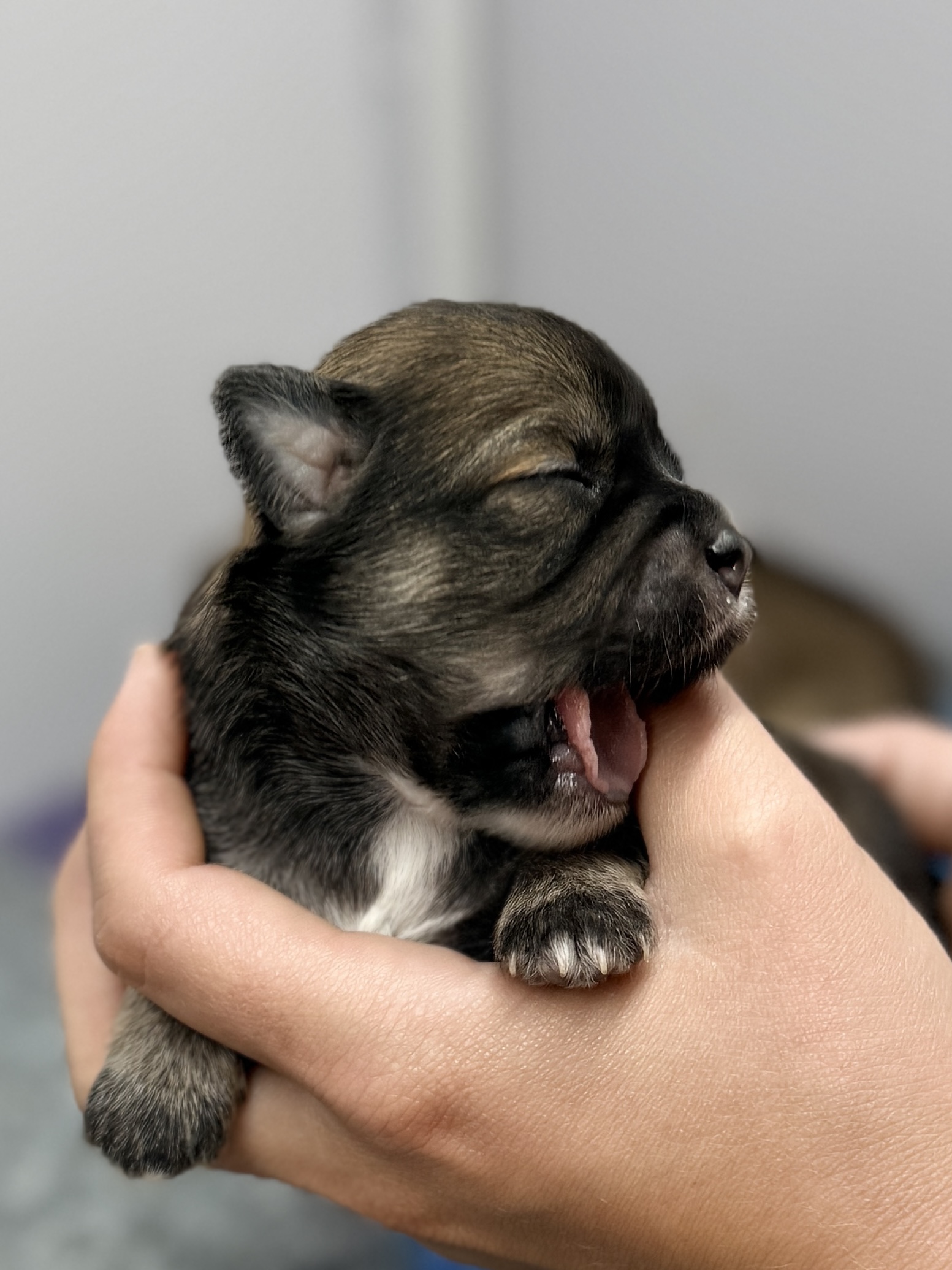 Chihuahua - Bundaberg Central - PetsForHomes