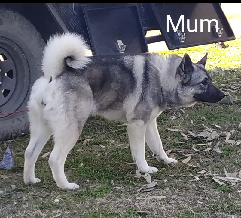 Aska - Katandra West - PetsForHomes