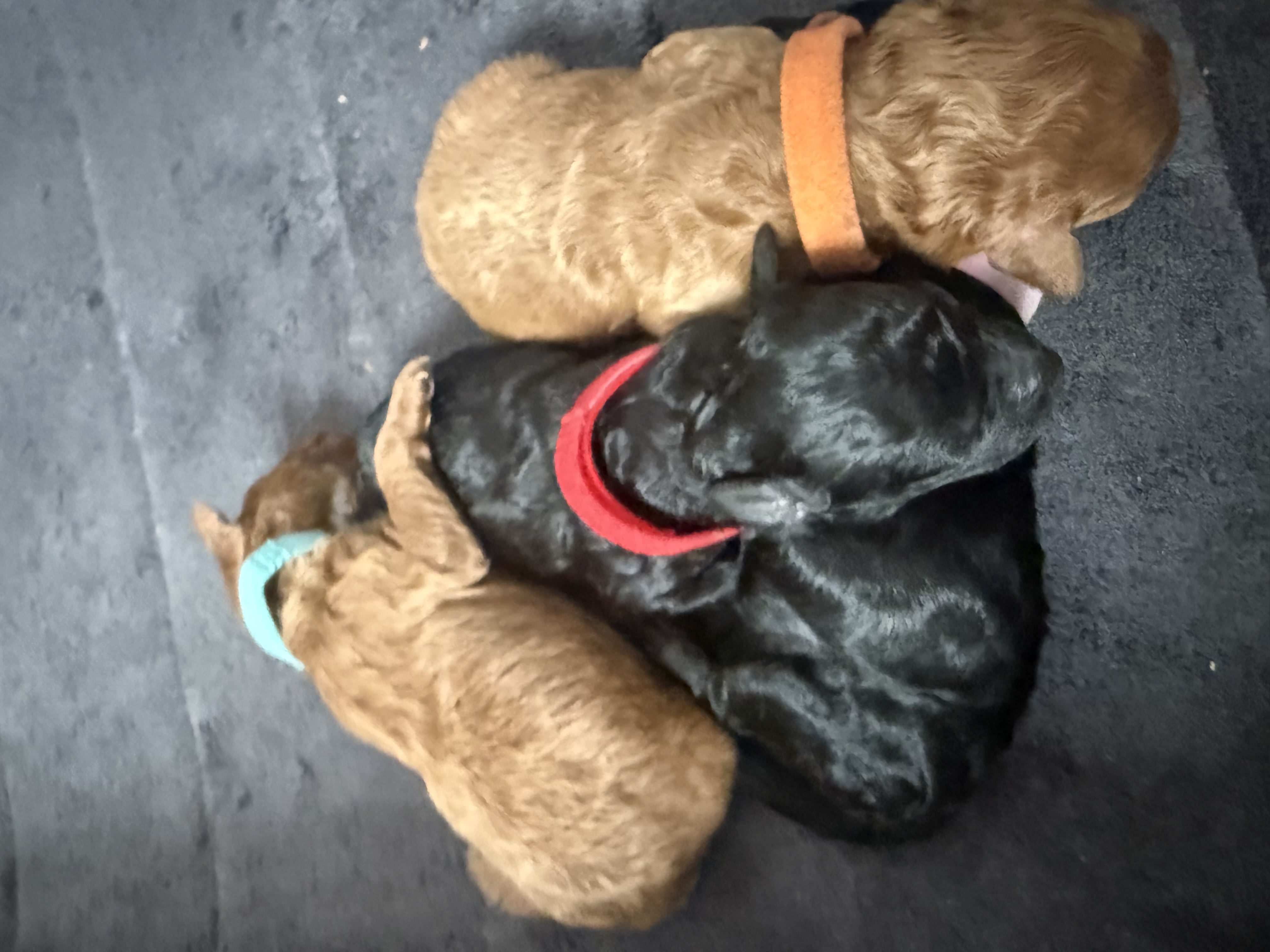 Dogs - Beverly Hills - PetsForHomes