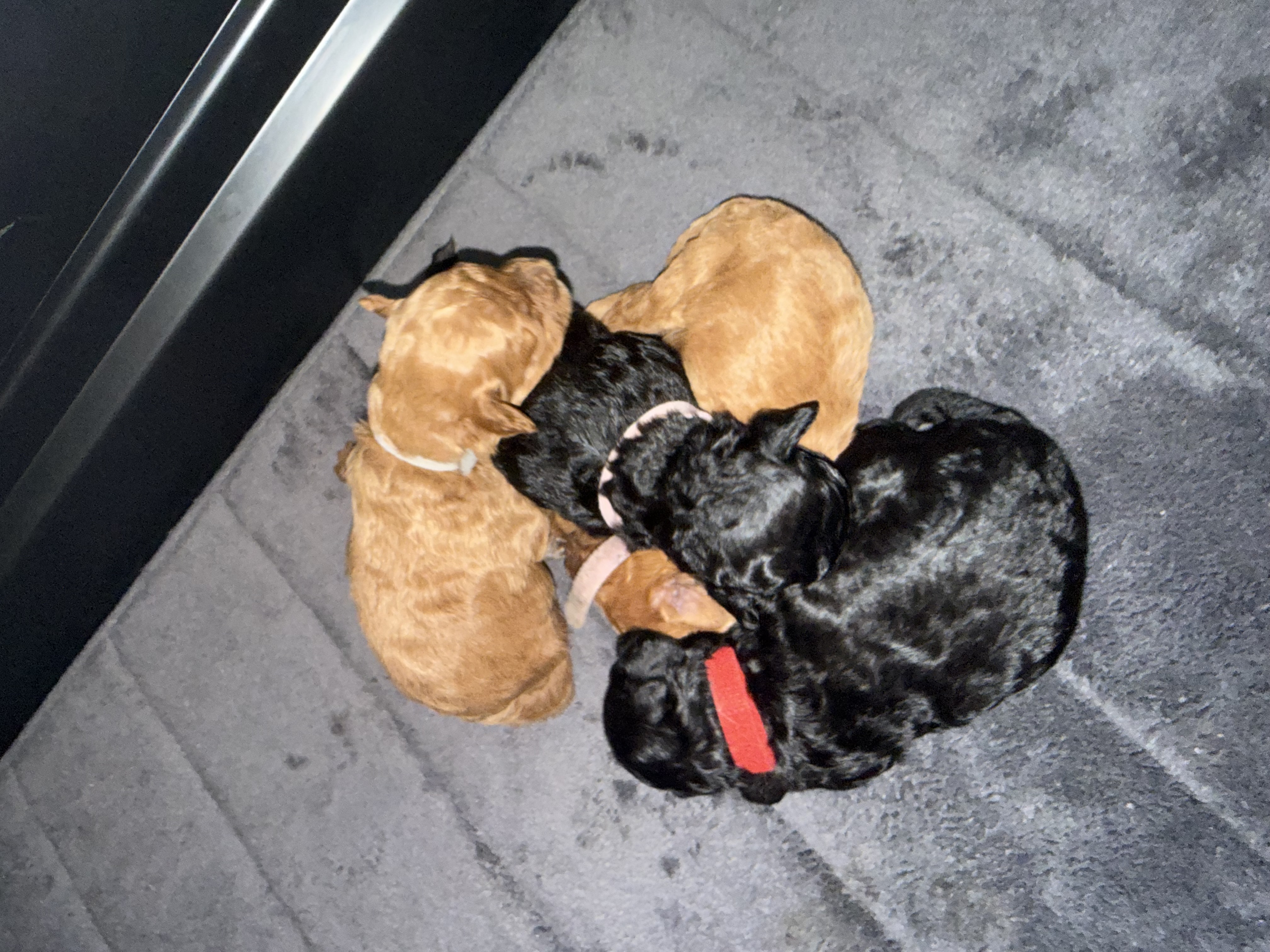 Dogs - Beverly Hills - PetsForHomes