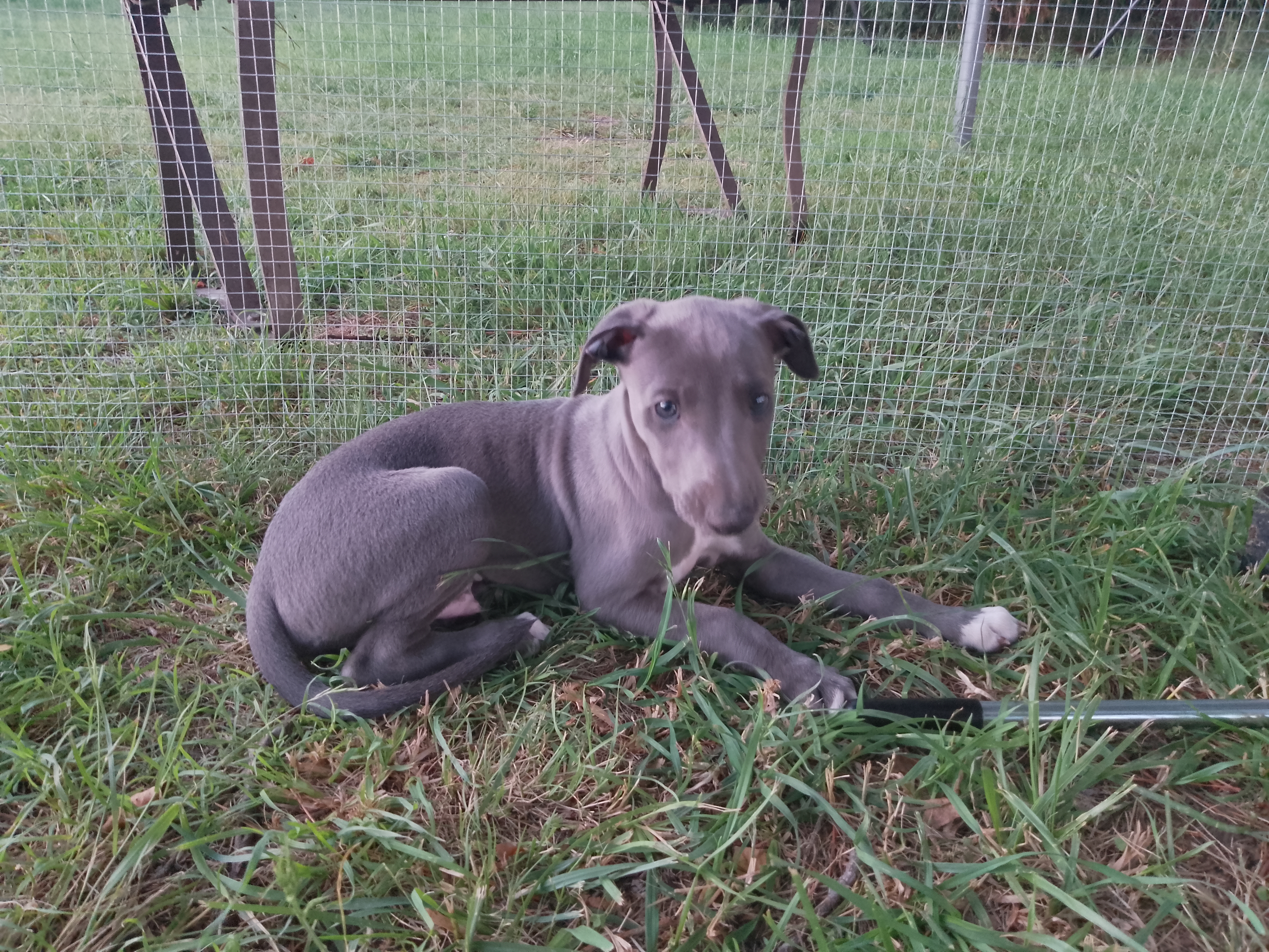 Dogs - Saumarez Ponds - PetsForHomes