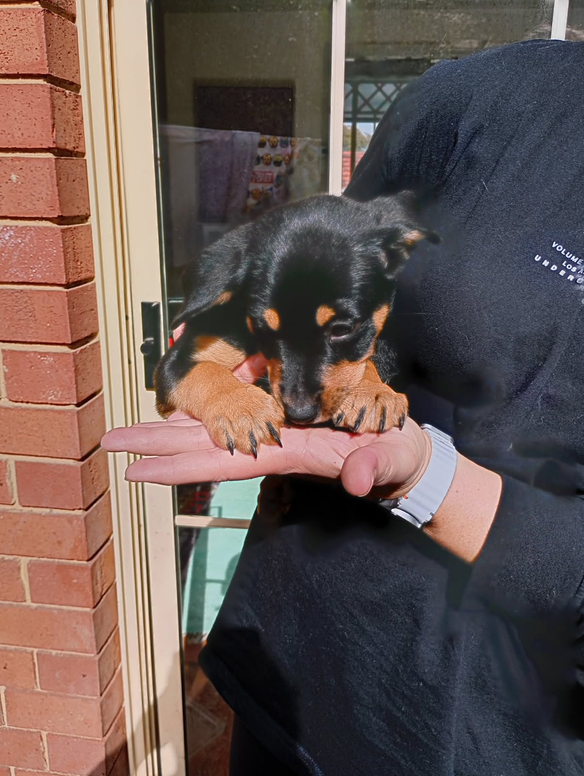 Dogs - Doncaster East - PetsForHomes