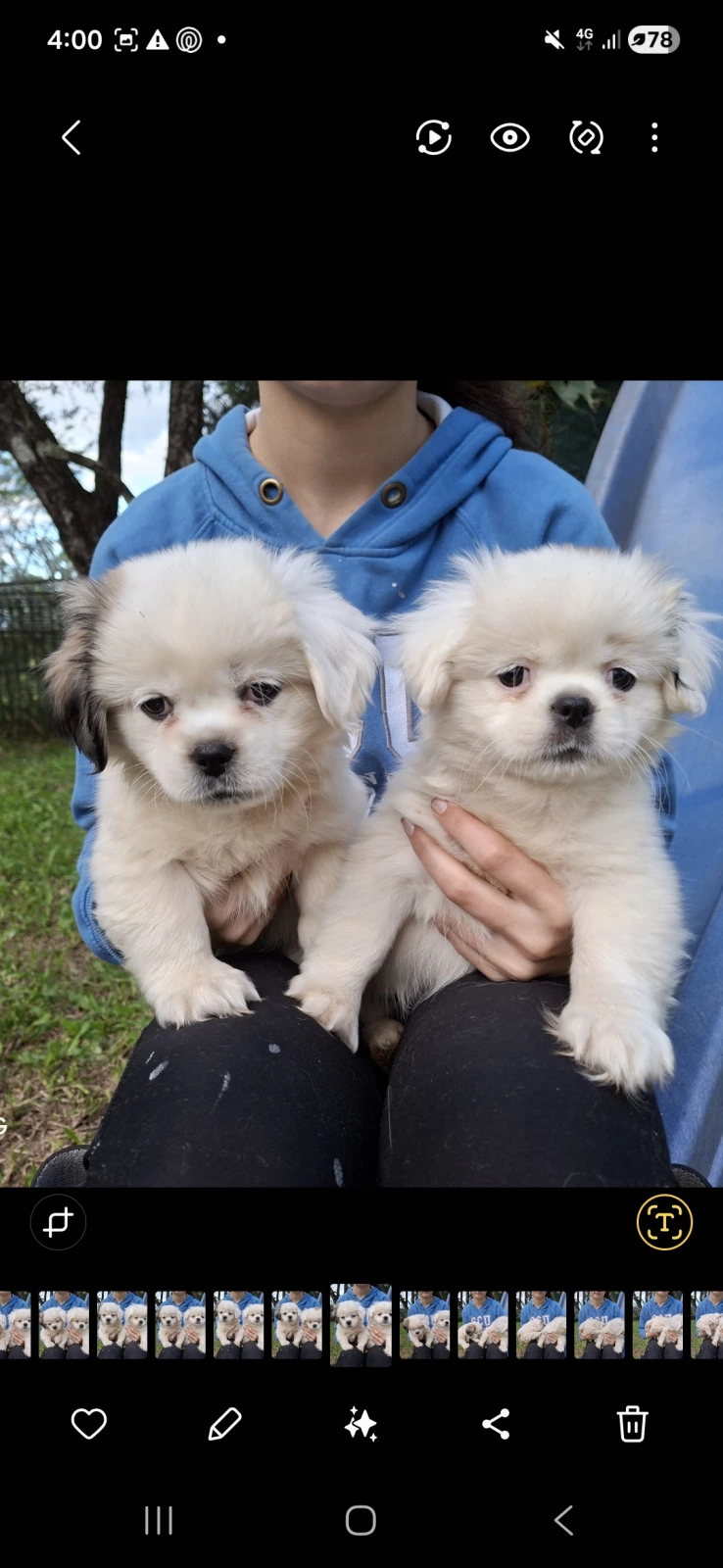 Tibetan Spaniel - Casino - PetsForHomes