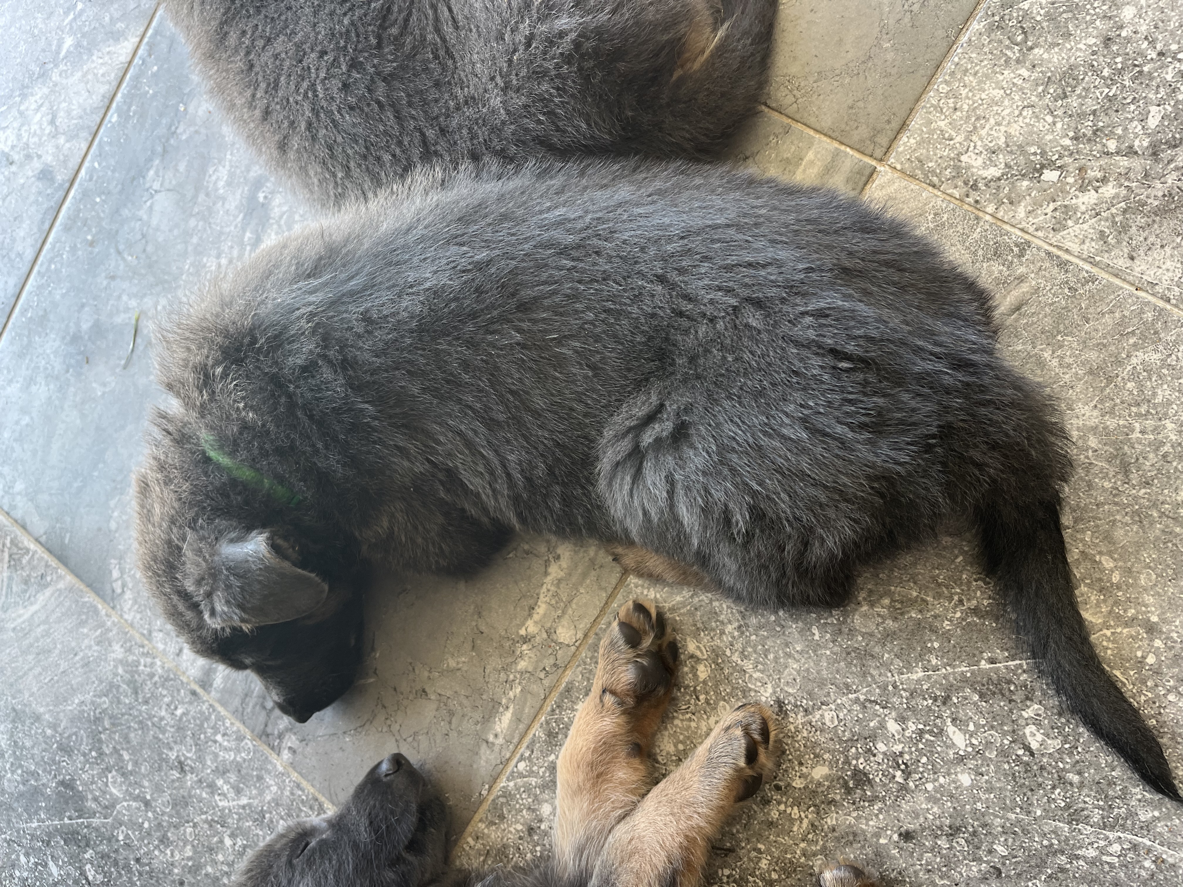 German Shepherd - Craignish - PetsForHomes