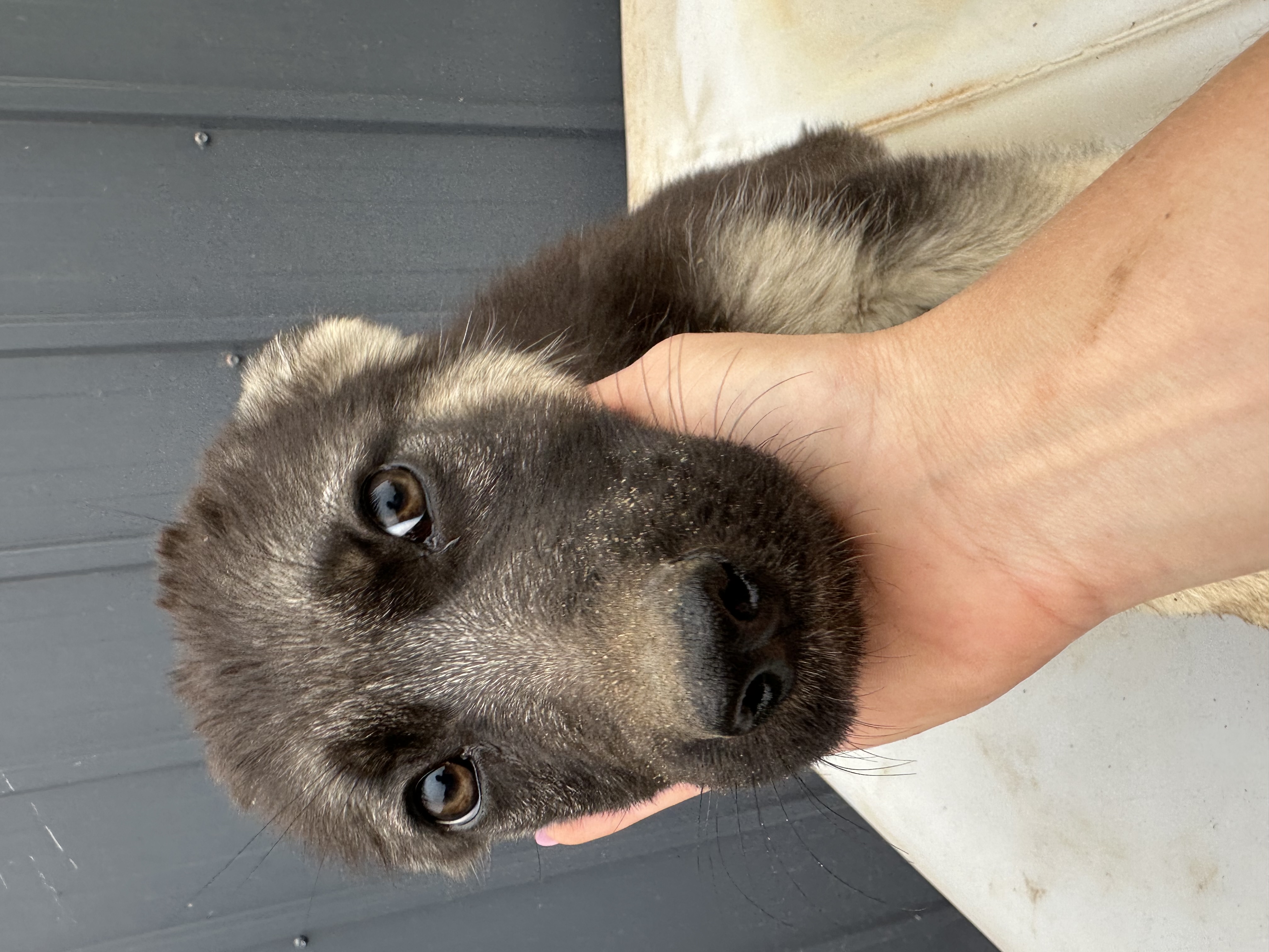 Dogs - Shepparton - PetsForHomes