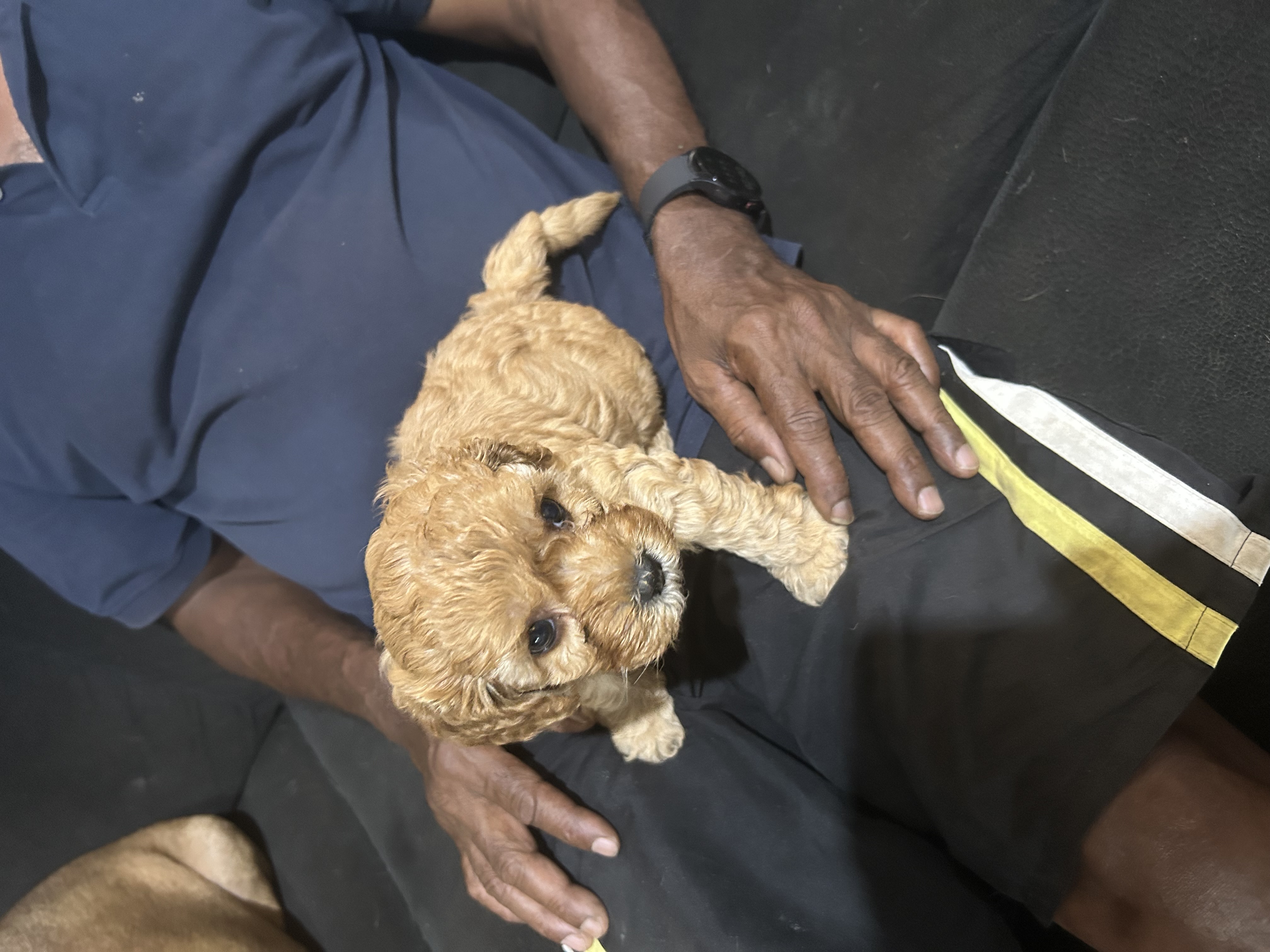 Cavoodle - Morayfield - PetsForHomes