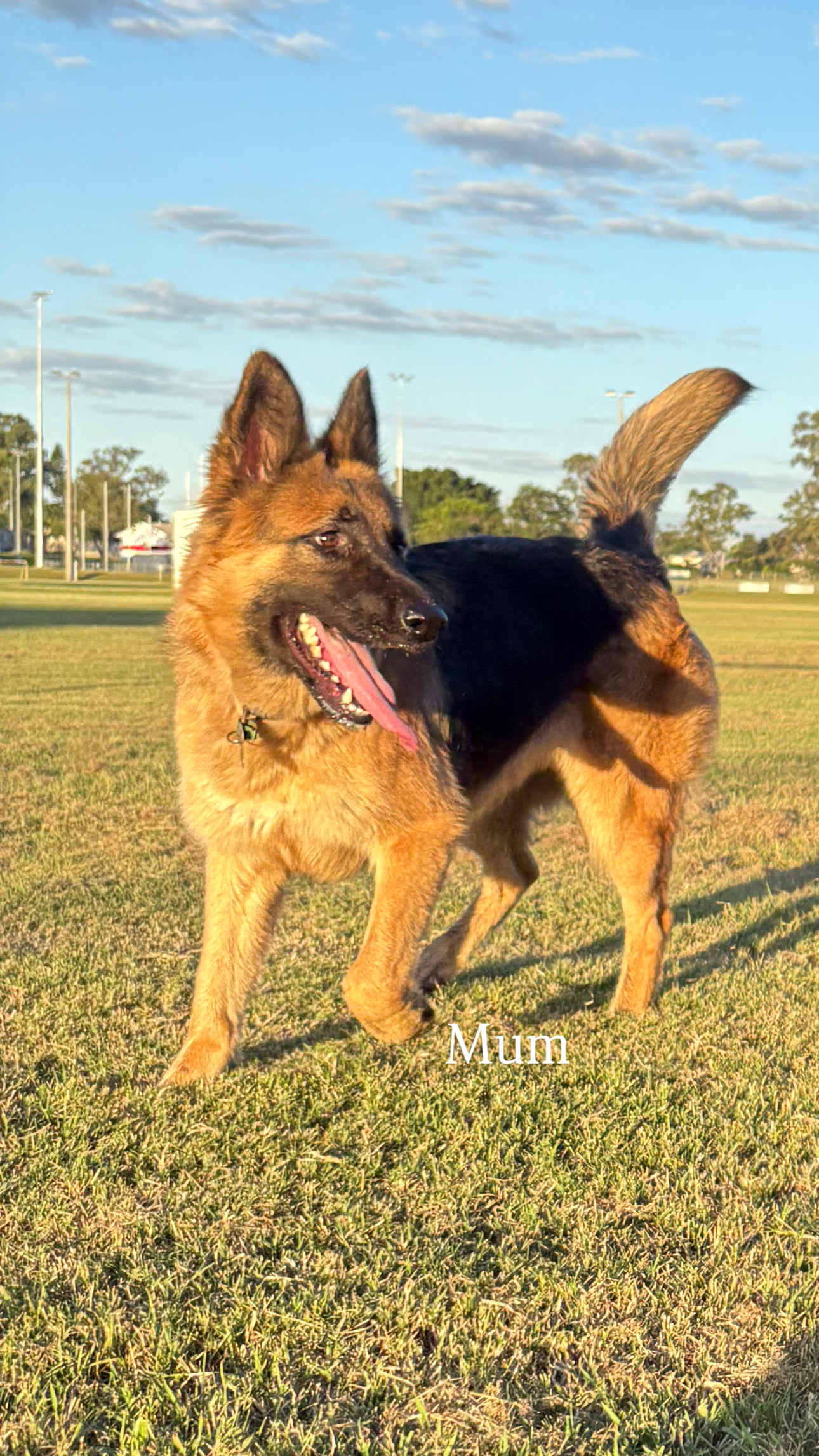 German Shepherd - Moranbah - PetsForHomes
