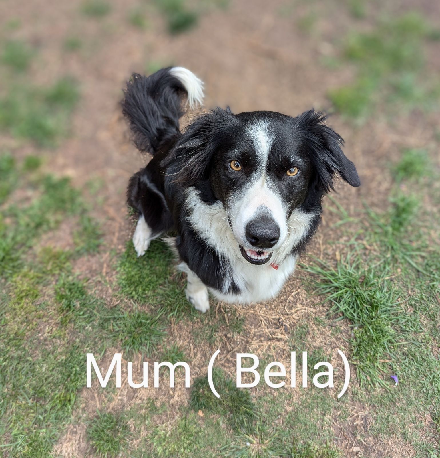 Border Collie - Shepparton - PetsForHomes
