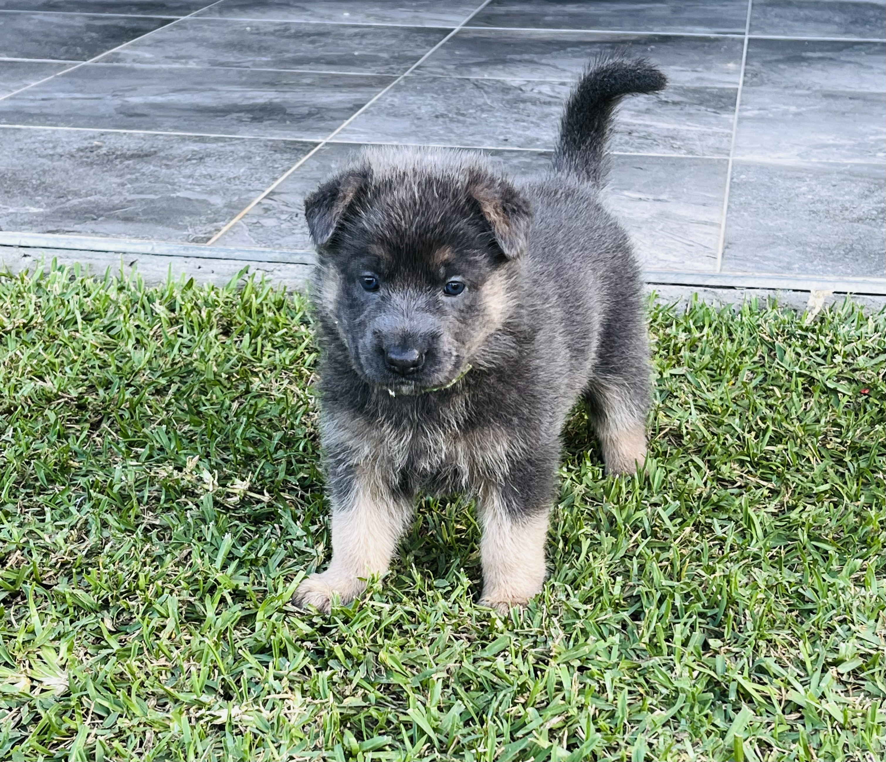 German Shepherd - Craignish - PetsForHomes
