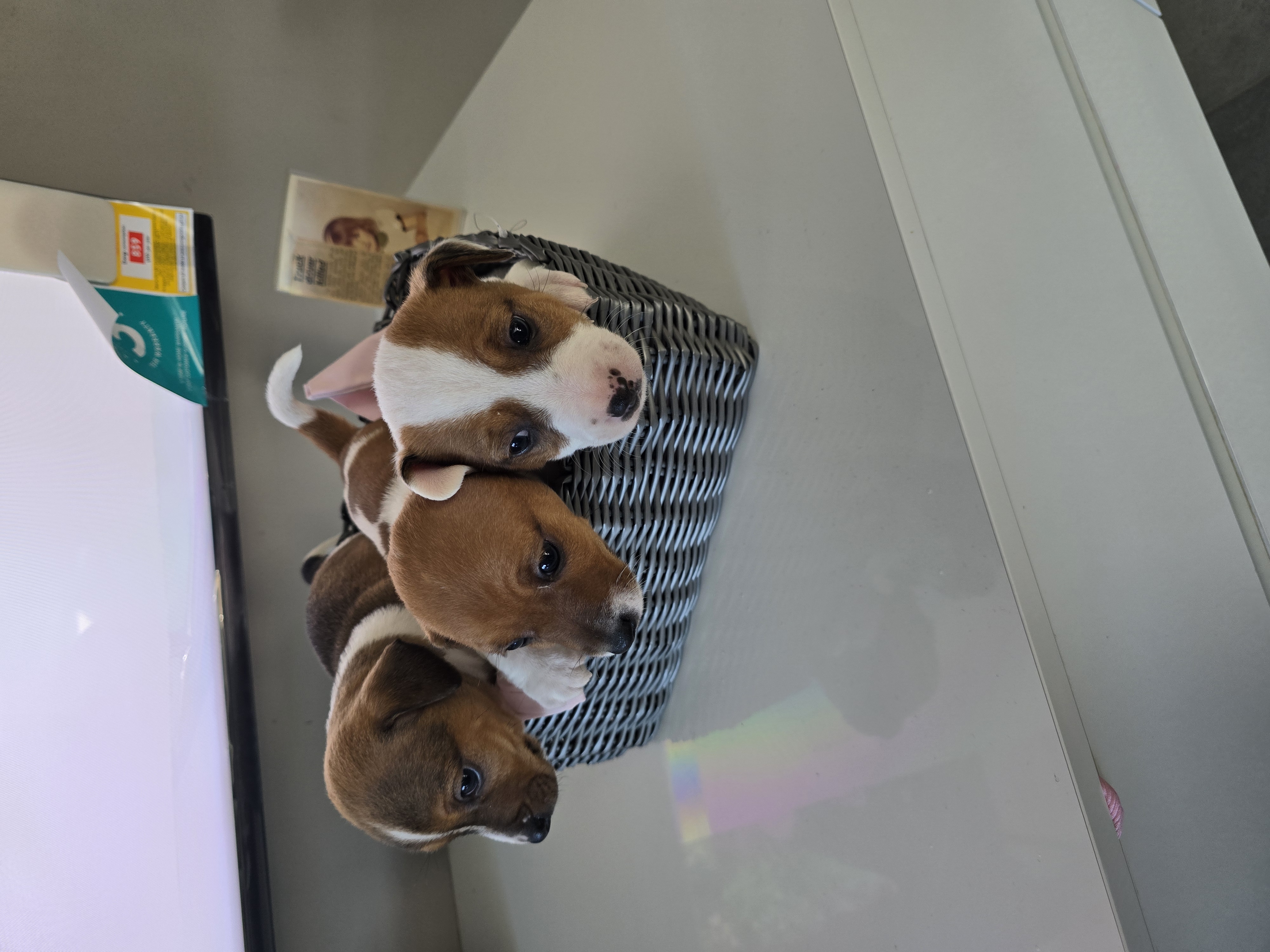 Dogs - Gordon - PetsForHomes