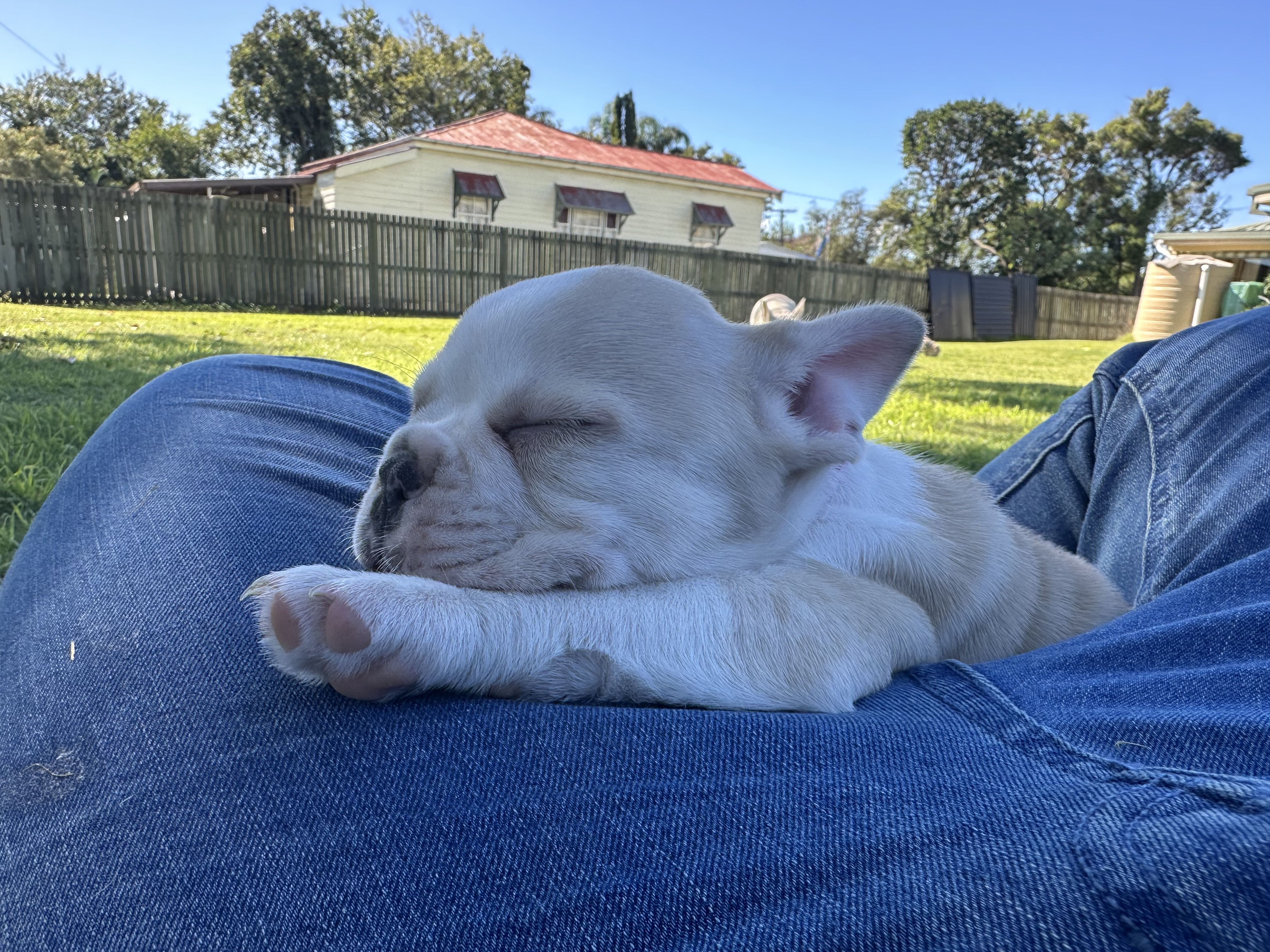 French Bulldog - Beaudesert - PetsForHomes
