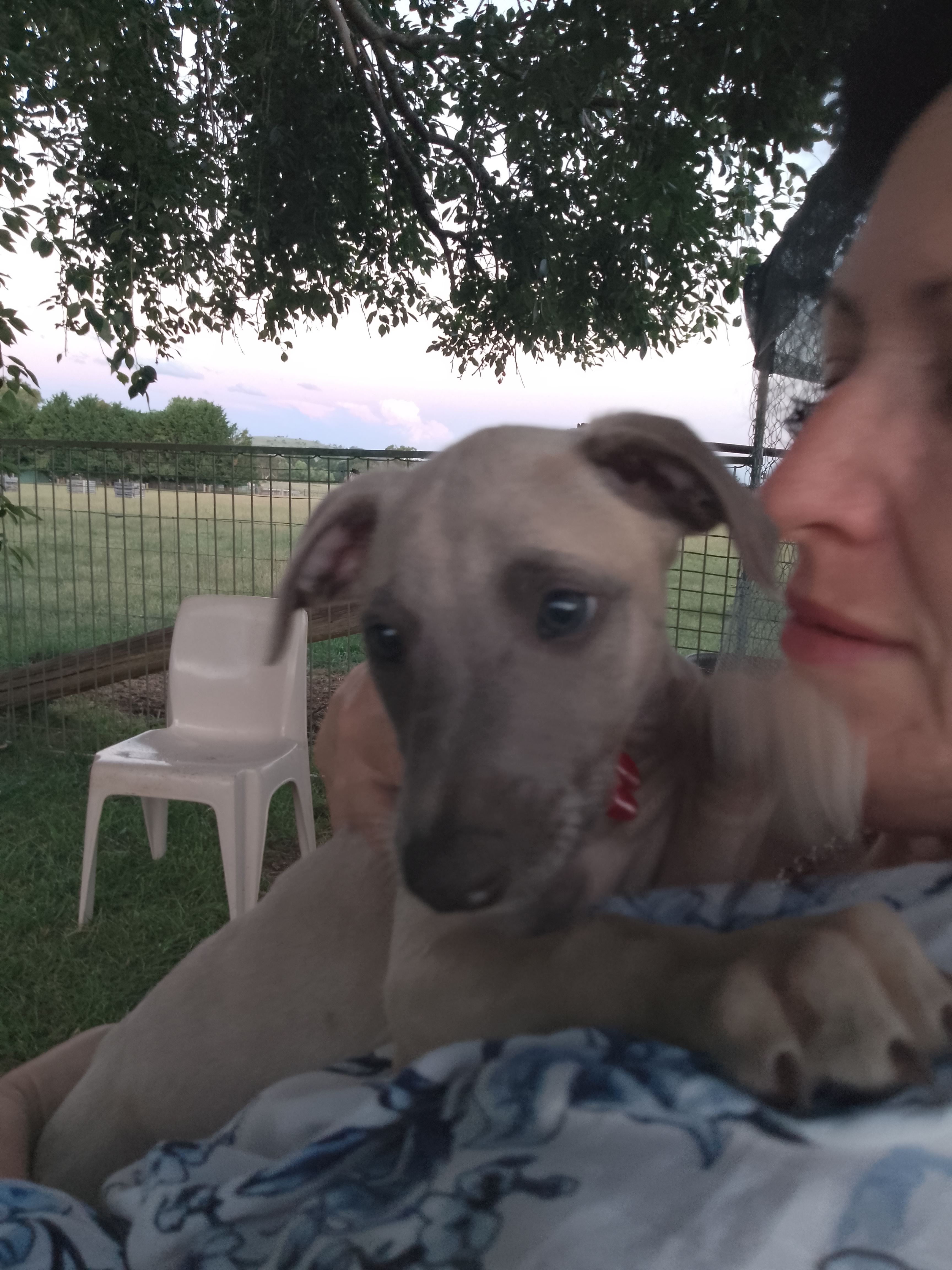 Dogs - Saumarez Ponds - PetsForHomes
