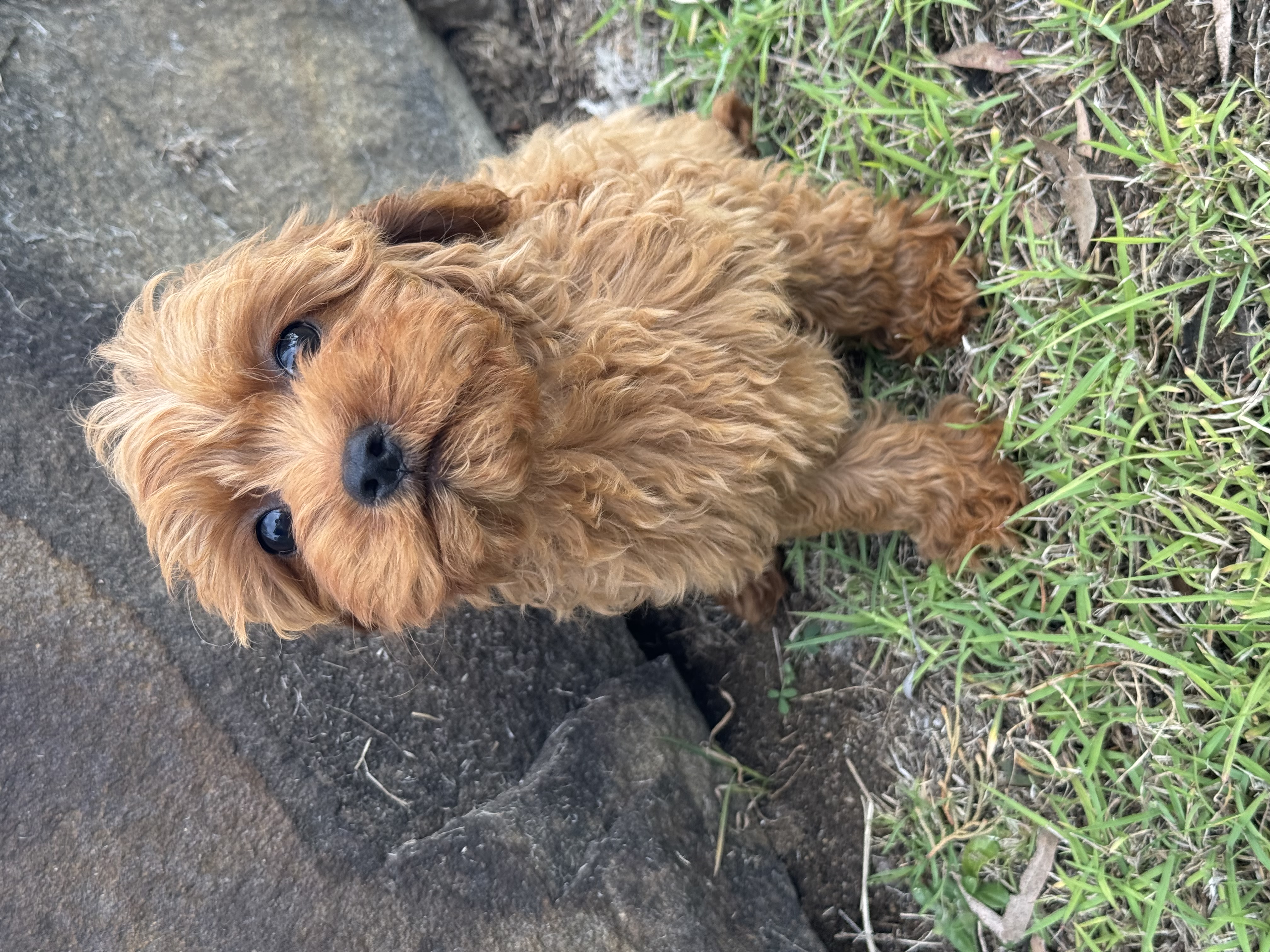 Cavoodle - Ipswich - PetsForHomes