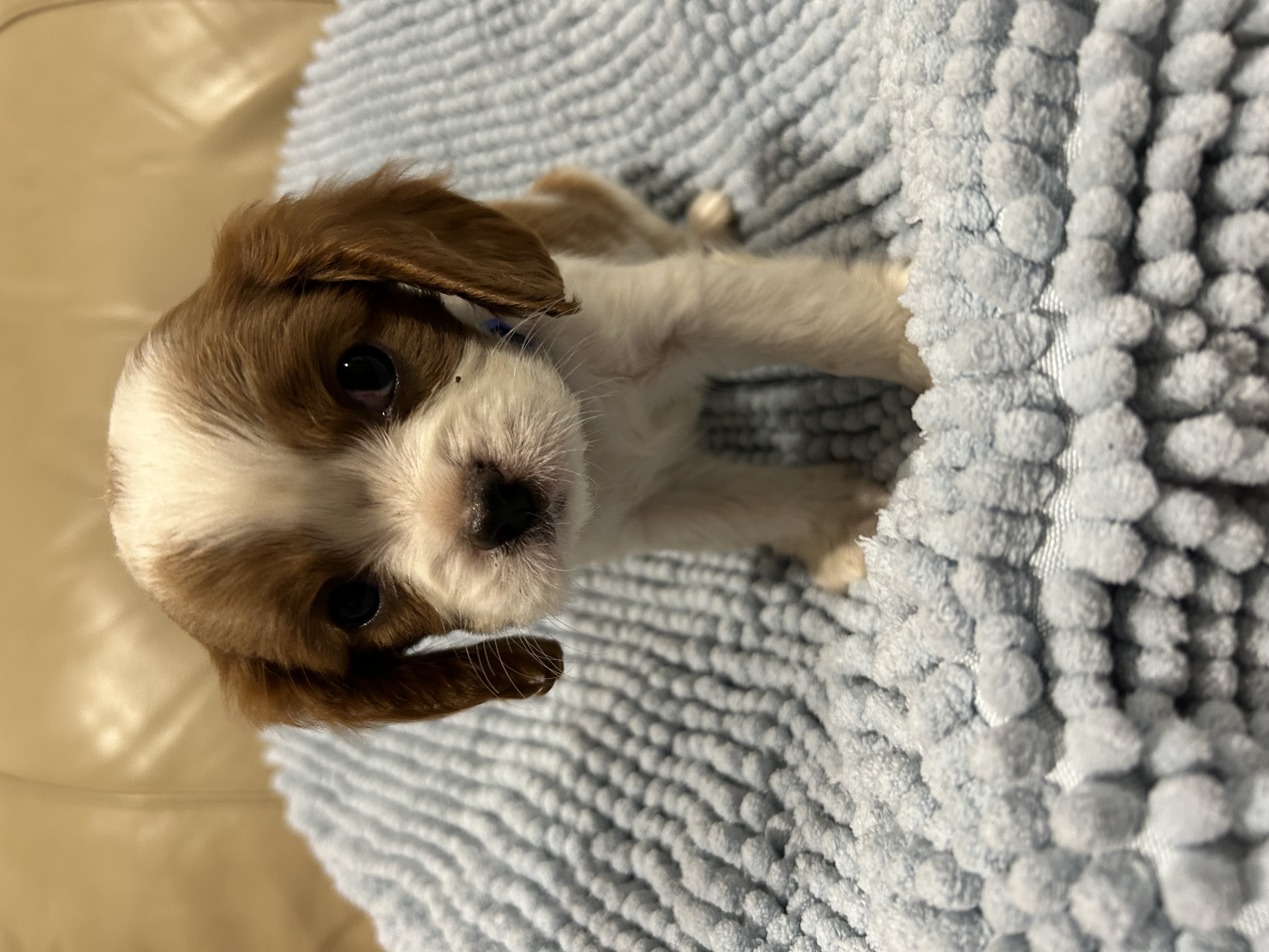 Dogs - Dubbo - PetsForHomes