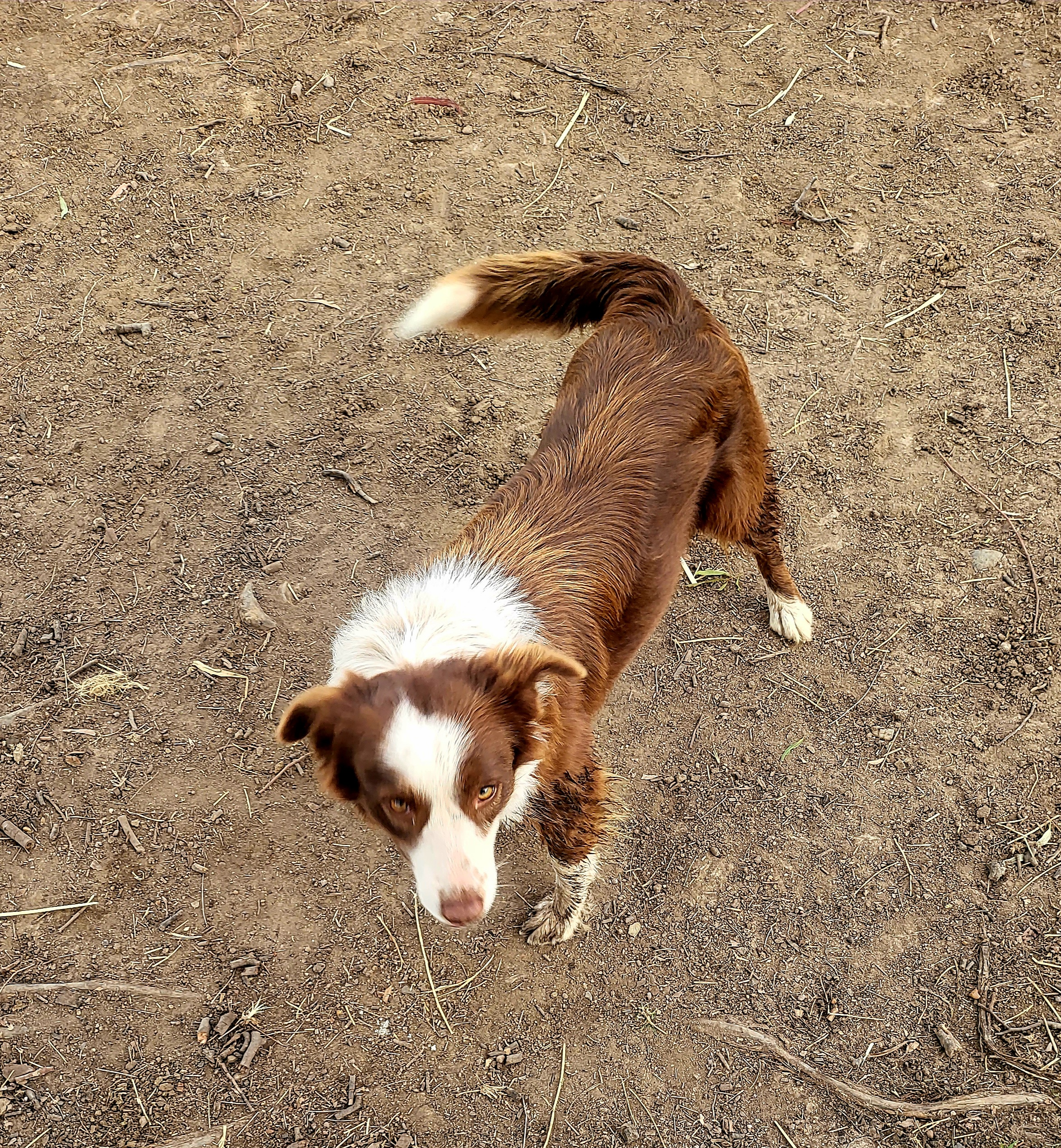 Border Collie - Mount Larcom - PetsForHomes