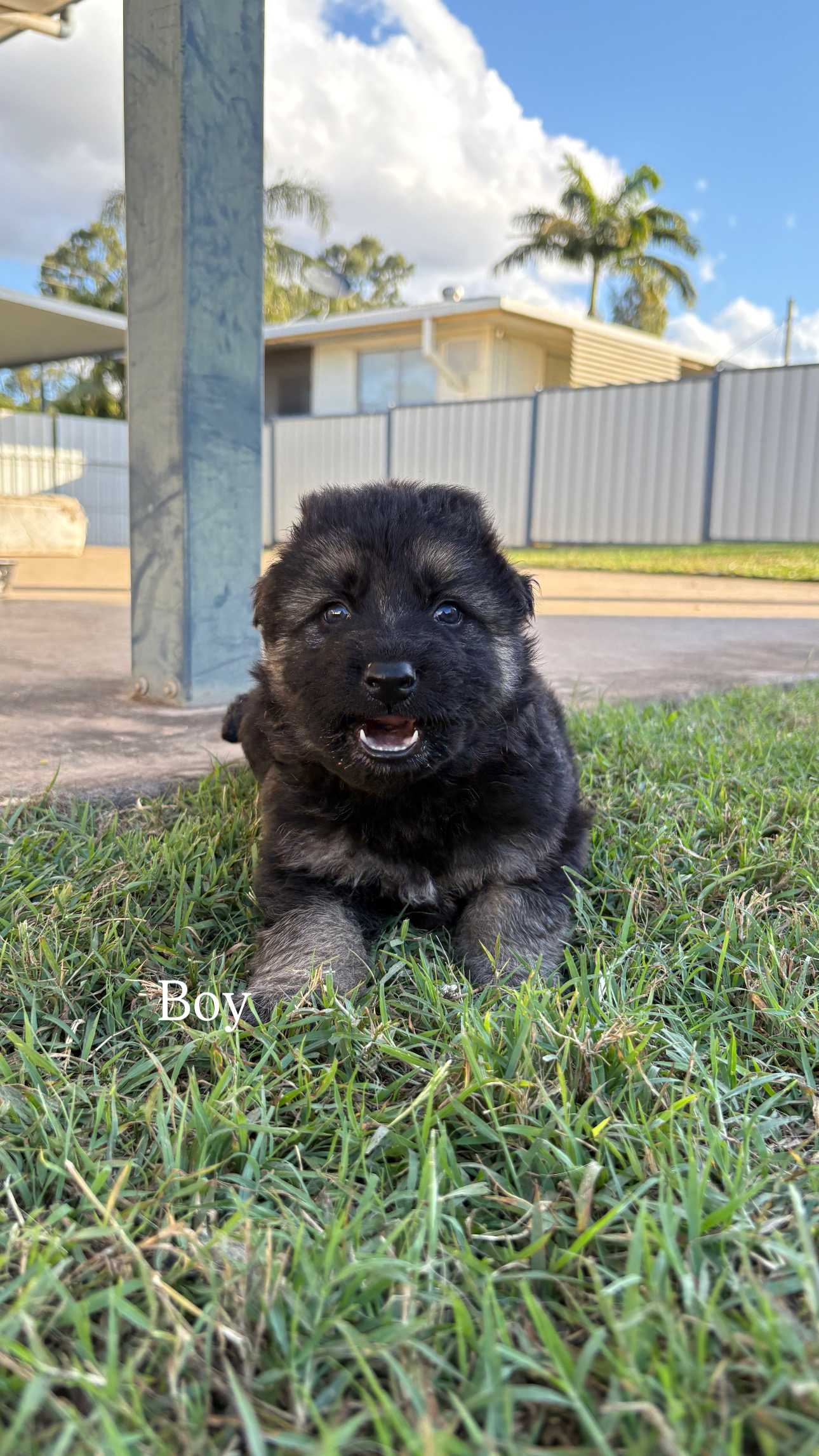 German Shepherd - Moranbah - PetsForHomes
