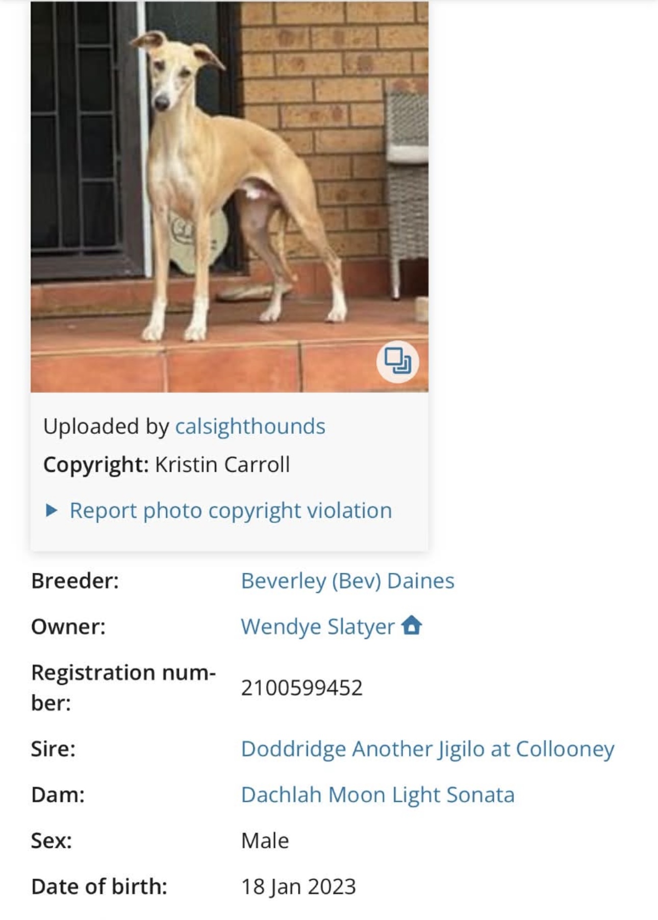 Dogs - Dubbo - PetsForHomes