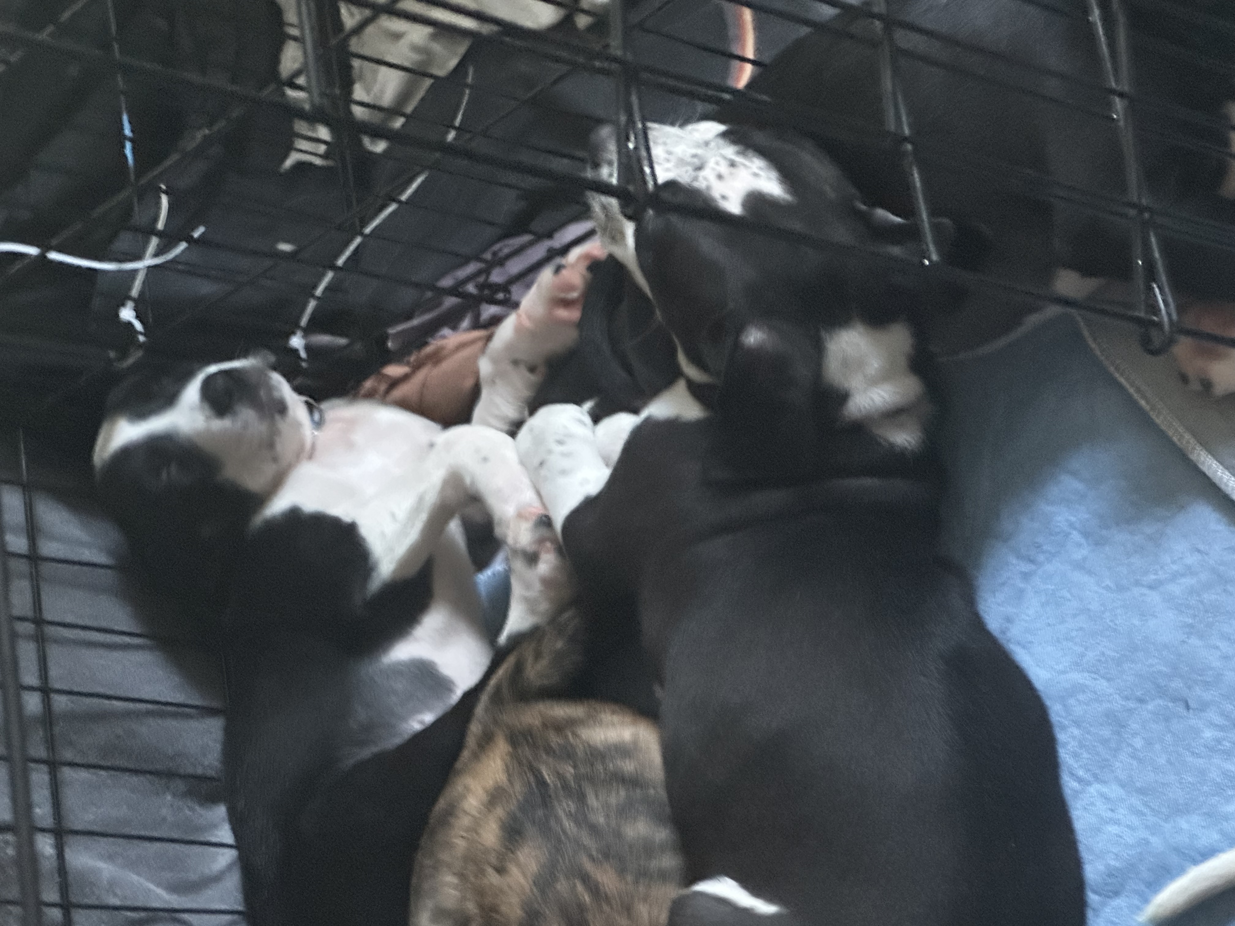 Dogs - Mayfield - PetsForHomes