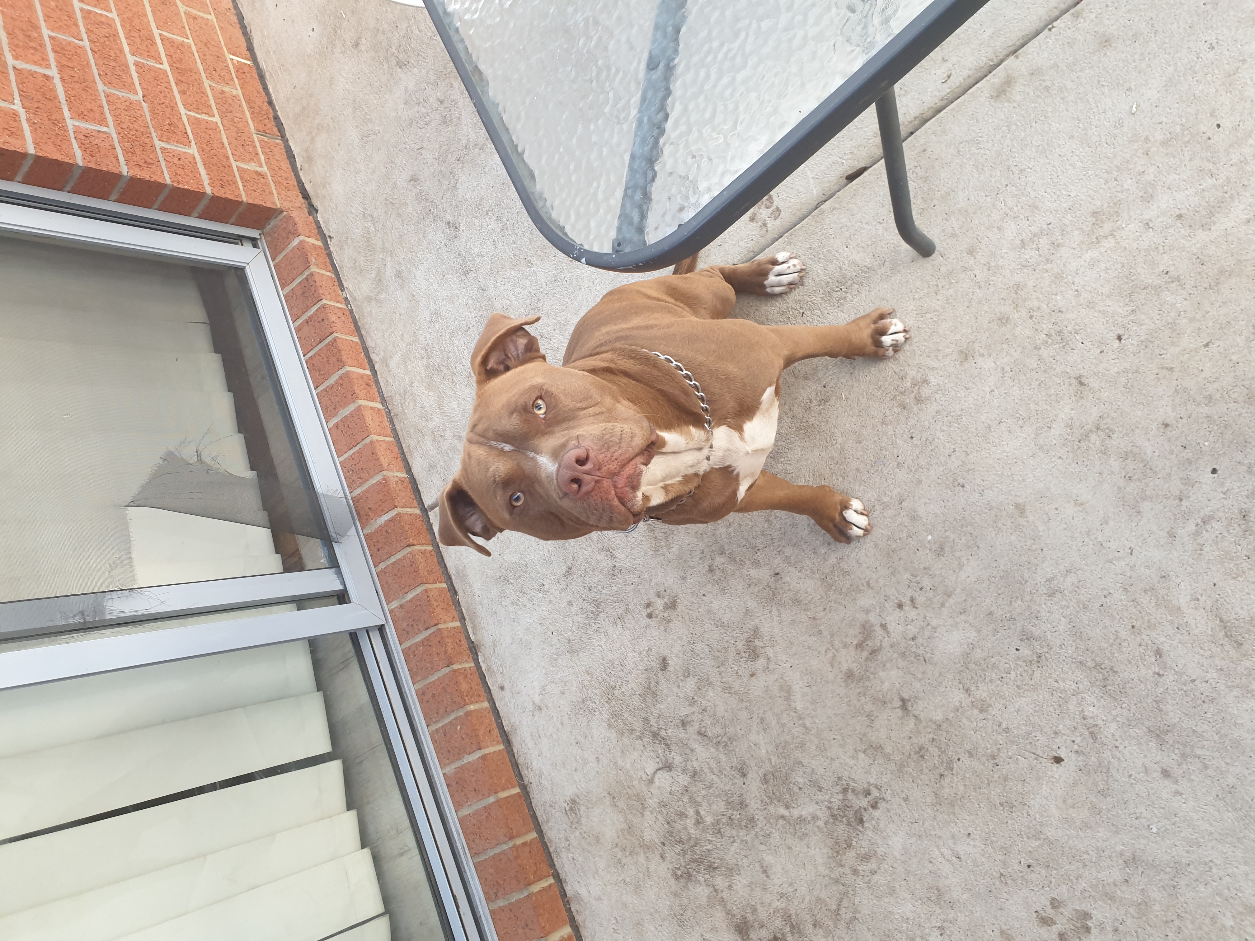 Amstaff - Wallan - PetsForHomes
