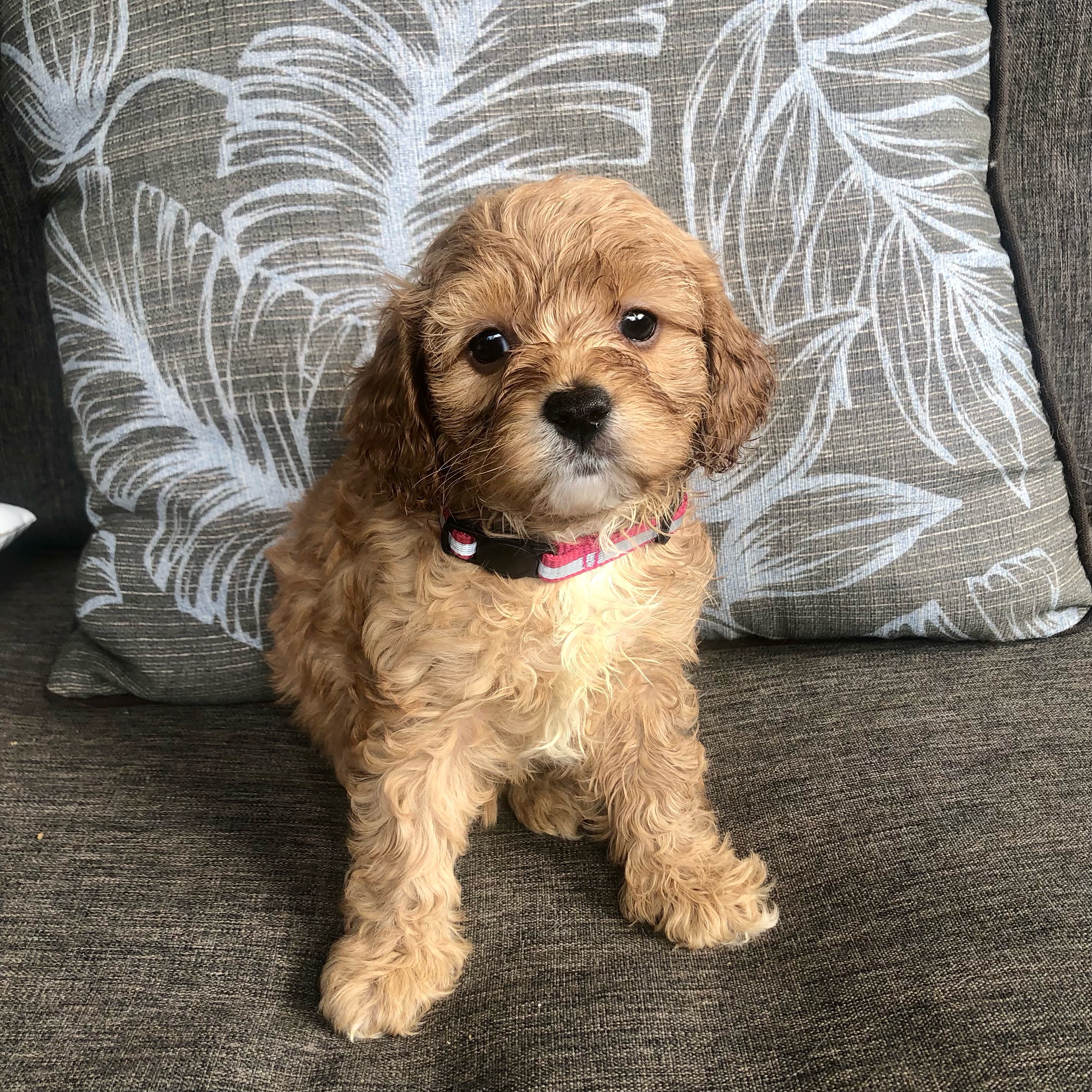Cavoodle - Geelong - PetsForHomes