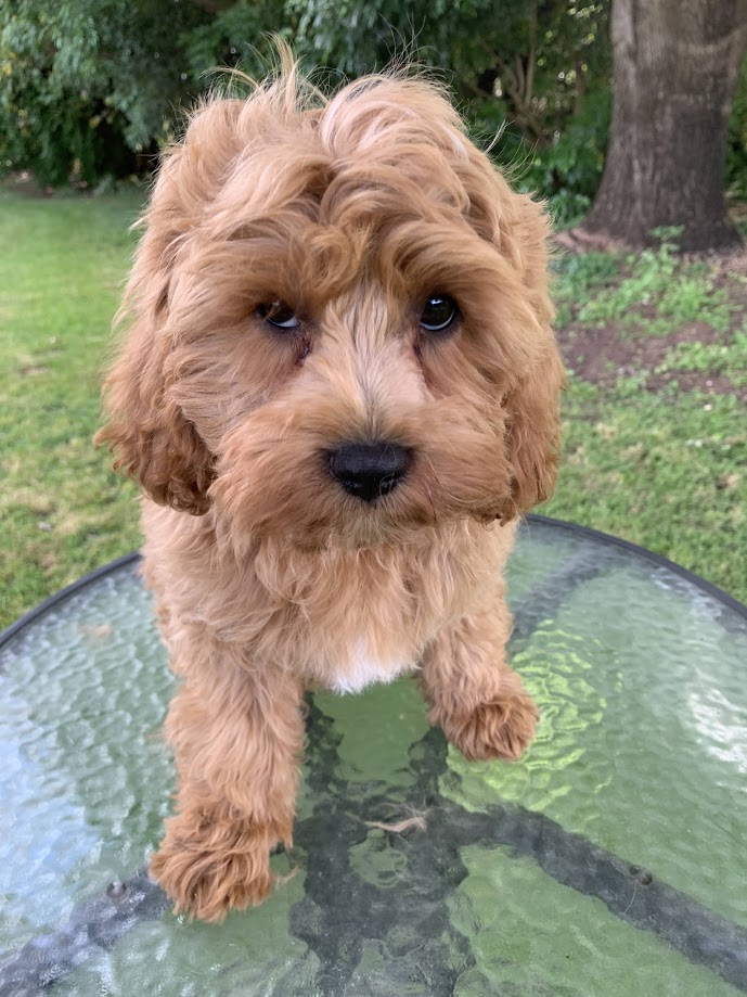 Cavoodles - Dubbo - PetsForHomes