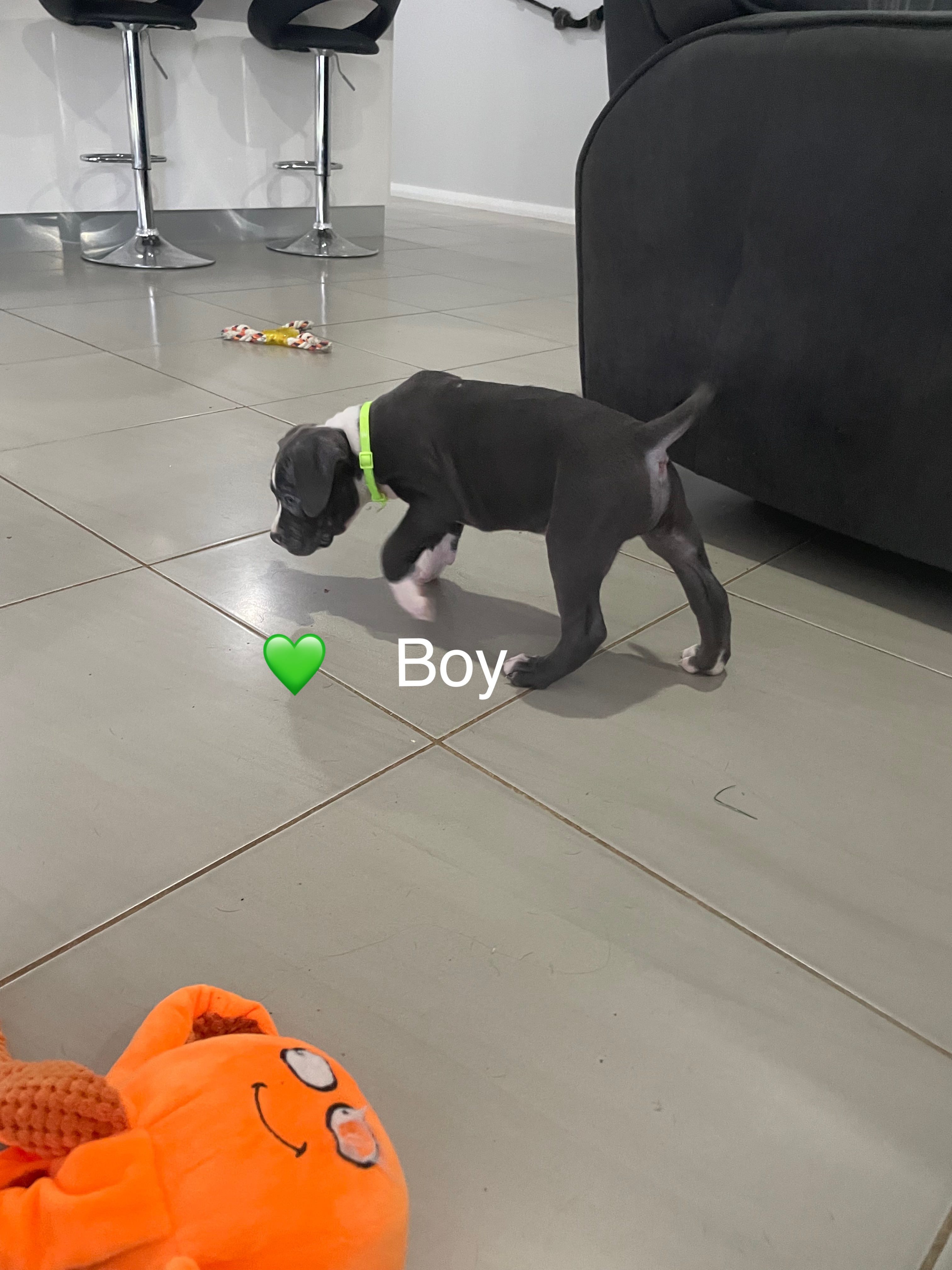 American Staffordshire Bull Terrier - Dubbo - PetsForHomes
