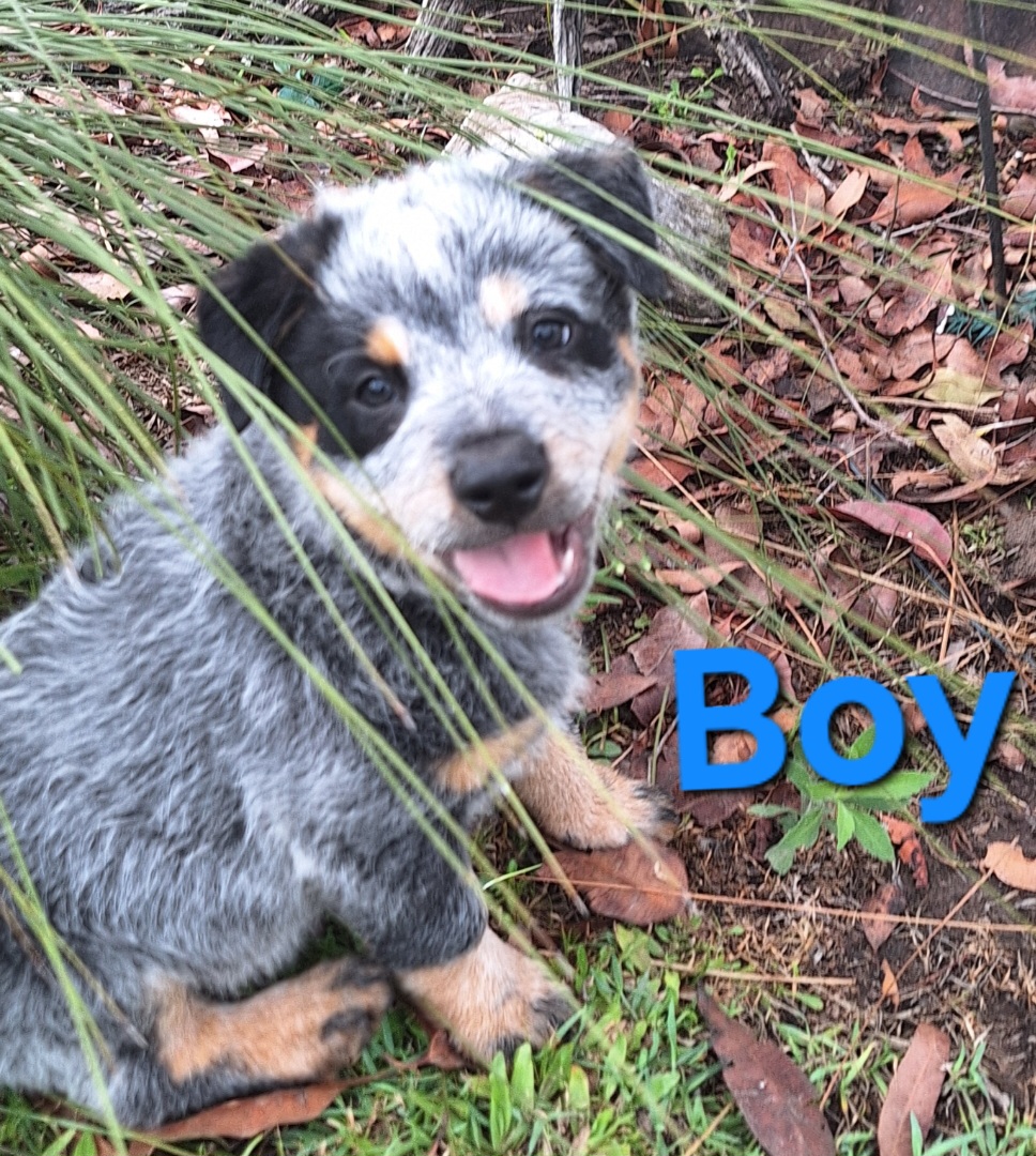 Dogs - Caboolture - PetsForHomes