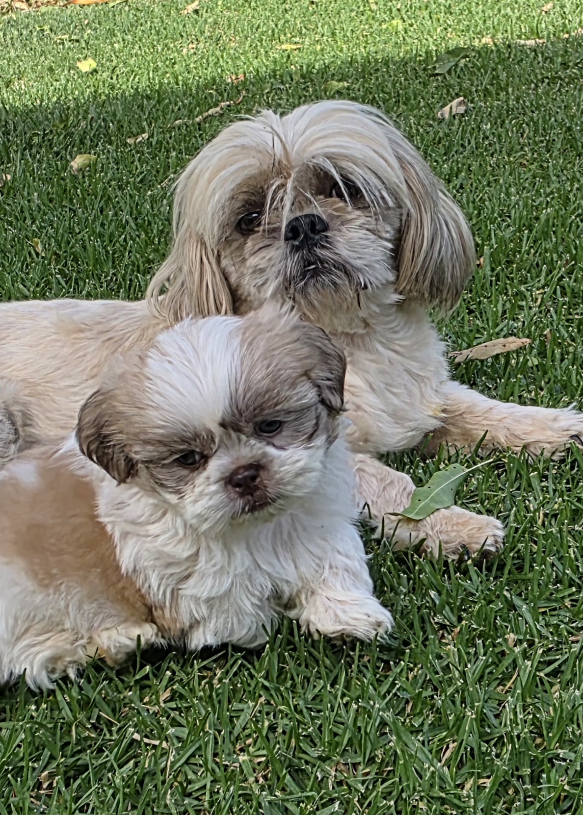 Fur Friends - Dubbo - PetsForHomes