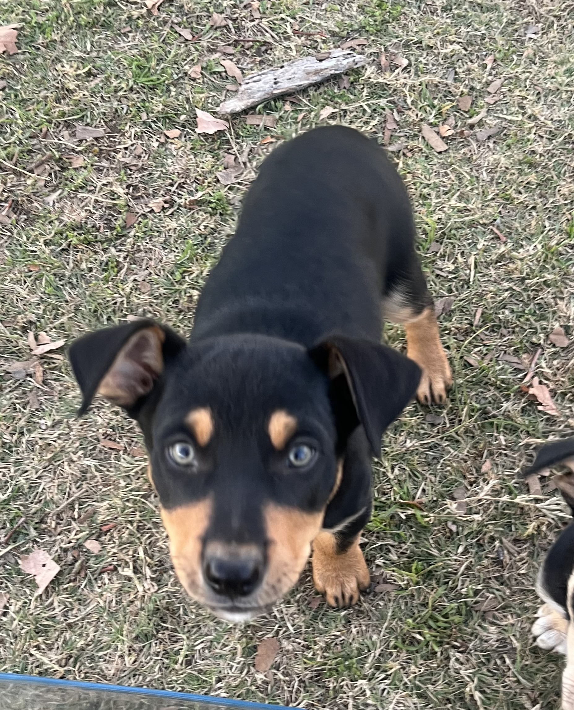Australian Kelpie - Bec - PetsForHomes