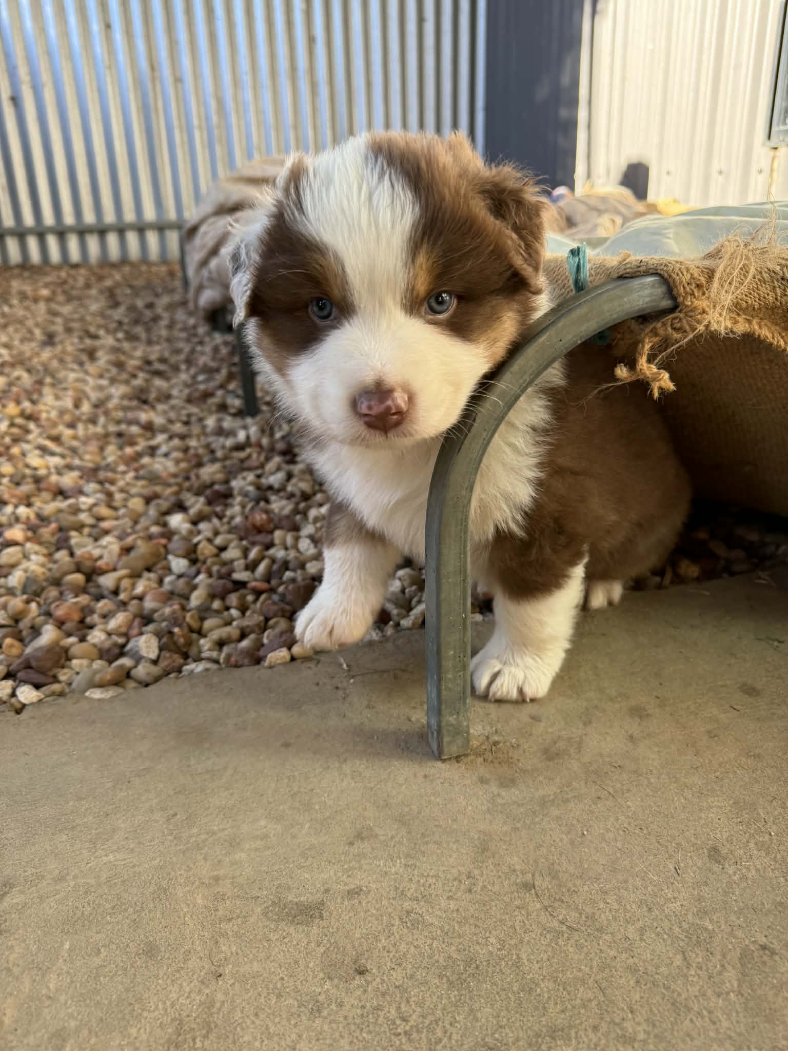 Australian Shepherd - Warwick - PetsForHomes