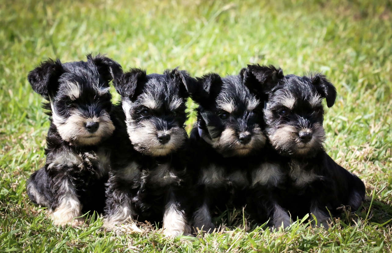 Black And Silver Miniature Schnauzer Puppies