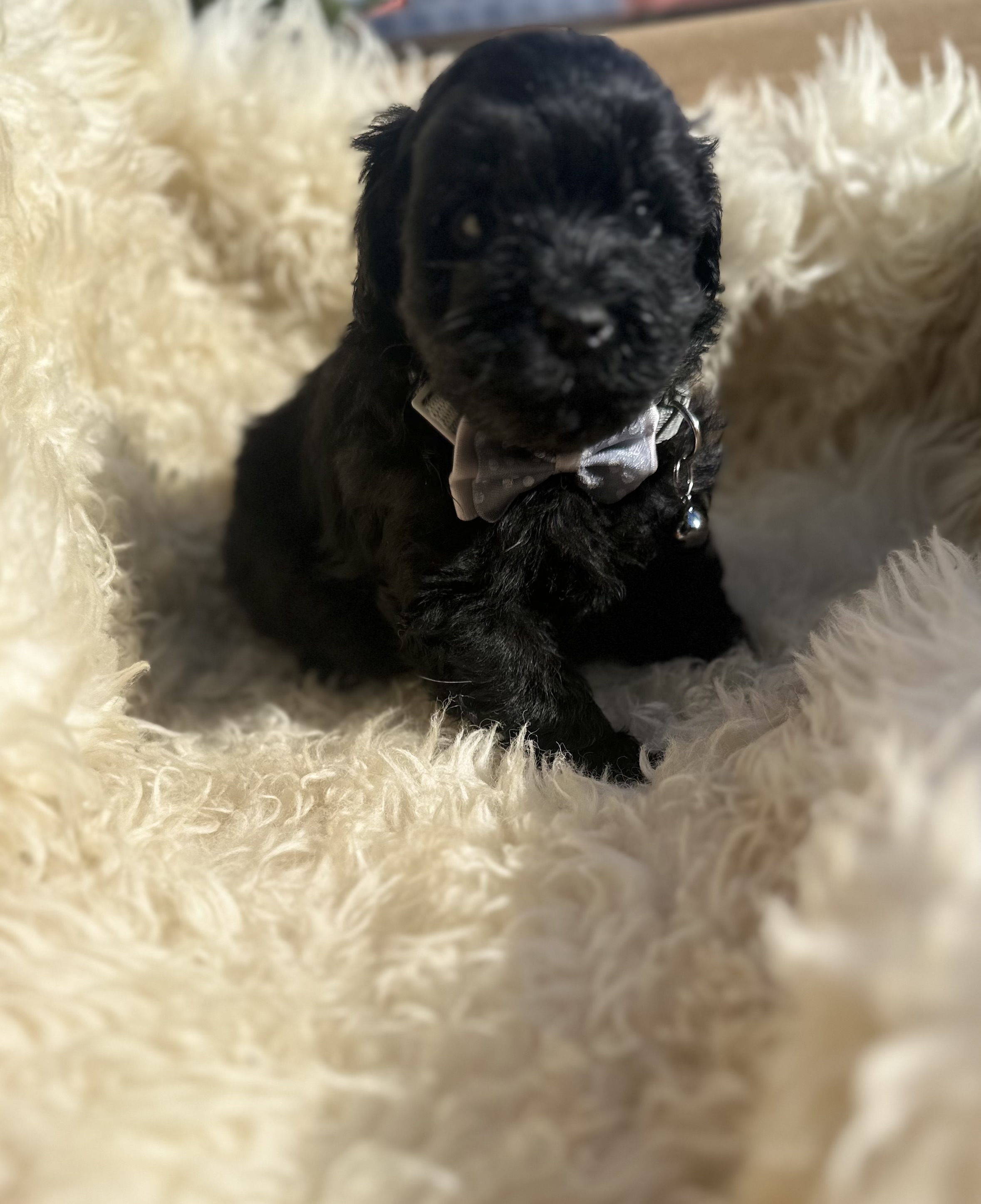 Cavoodle - Greystanes - PetsForHomes