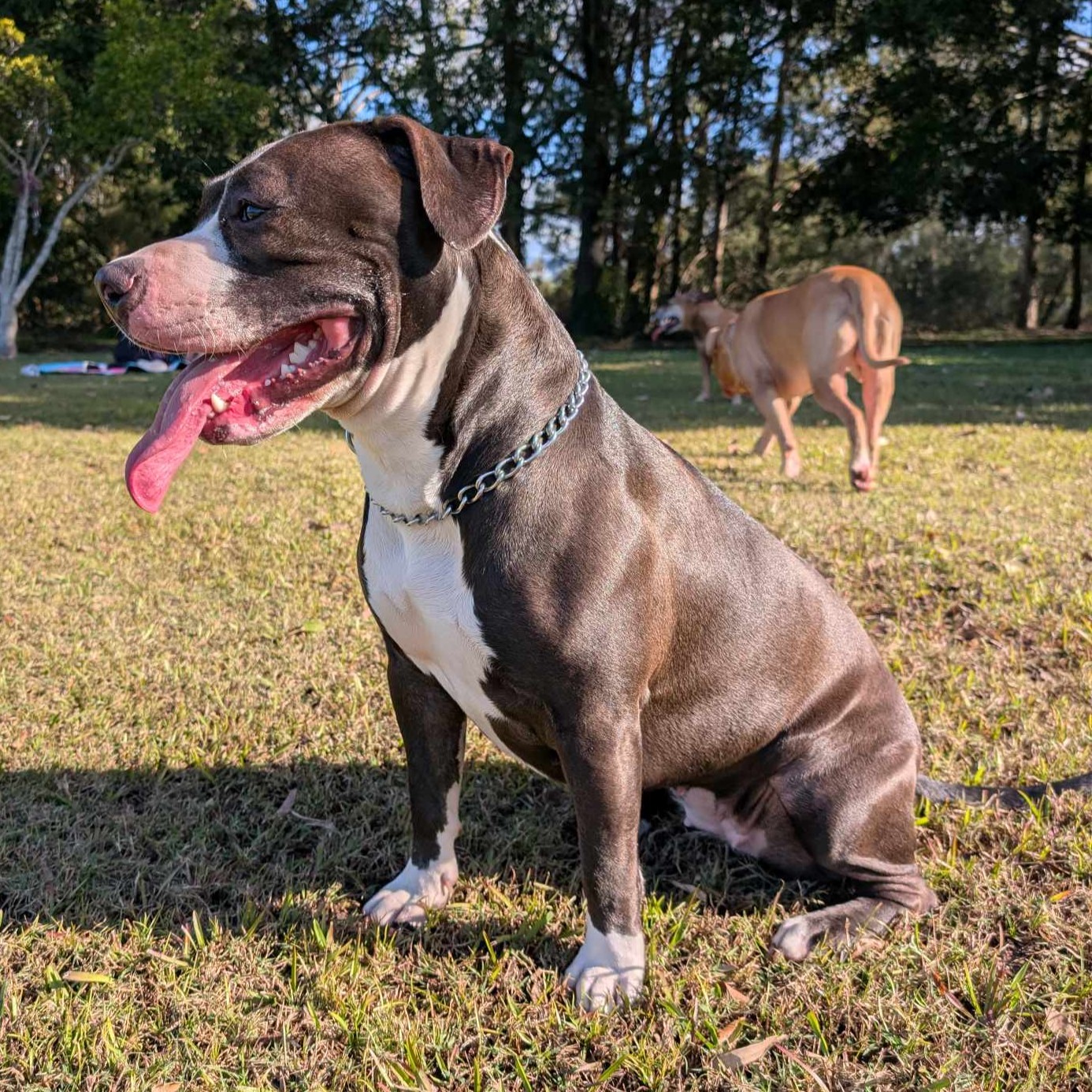 American Staffordshire Bull Terrier - DemiGod Austaffs - PetsForHomes