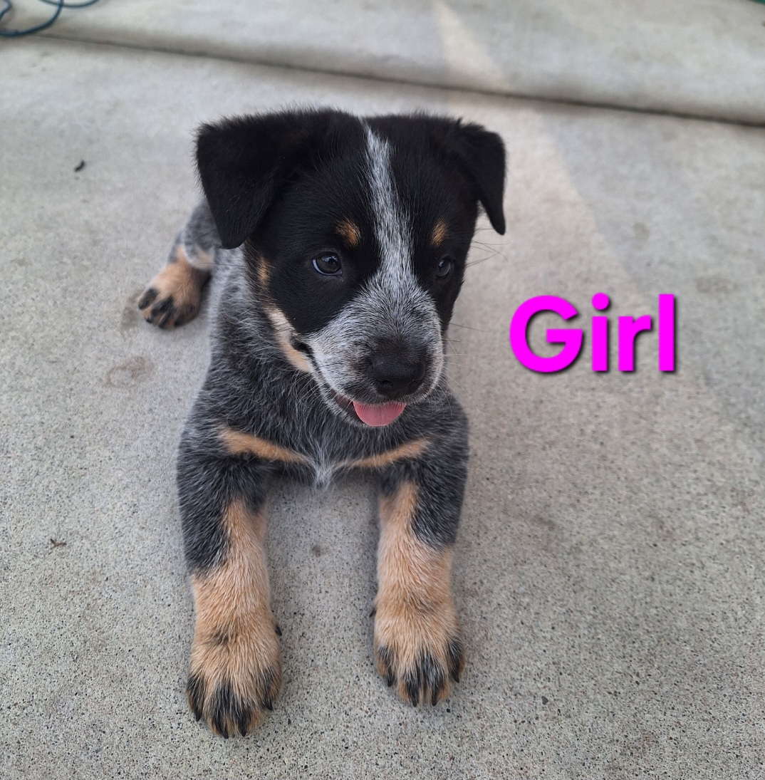 Dogs - Caboolture - PetsForHomes