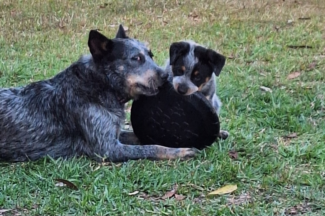Dogs - Caboolture - PetsForHomes