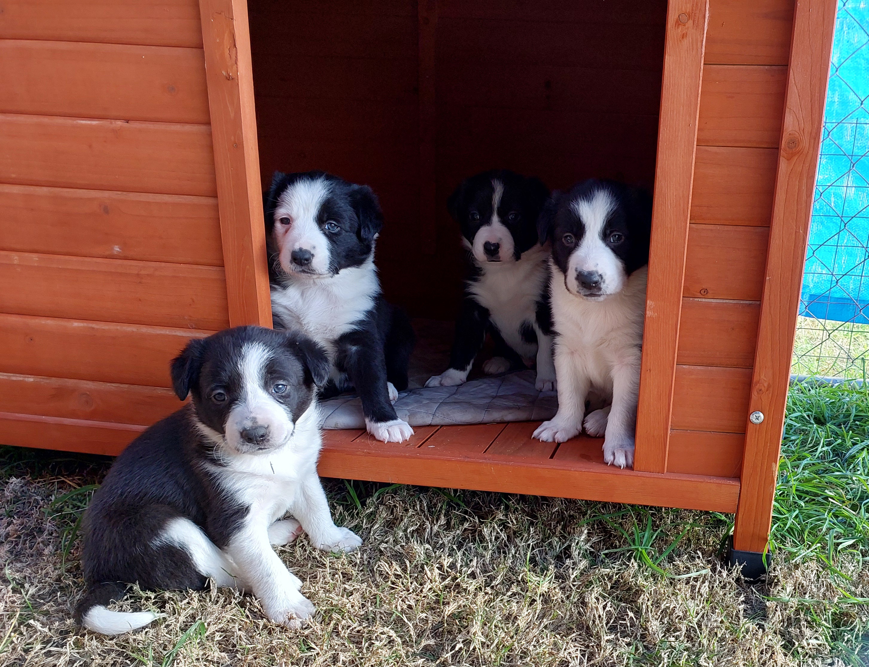 Border Collie - Jess - PetsForHomes