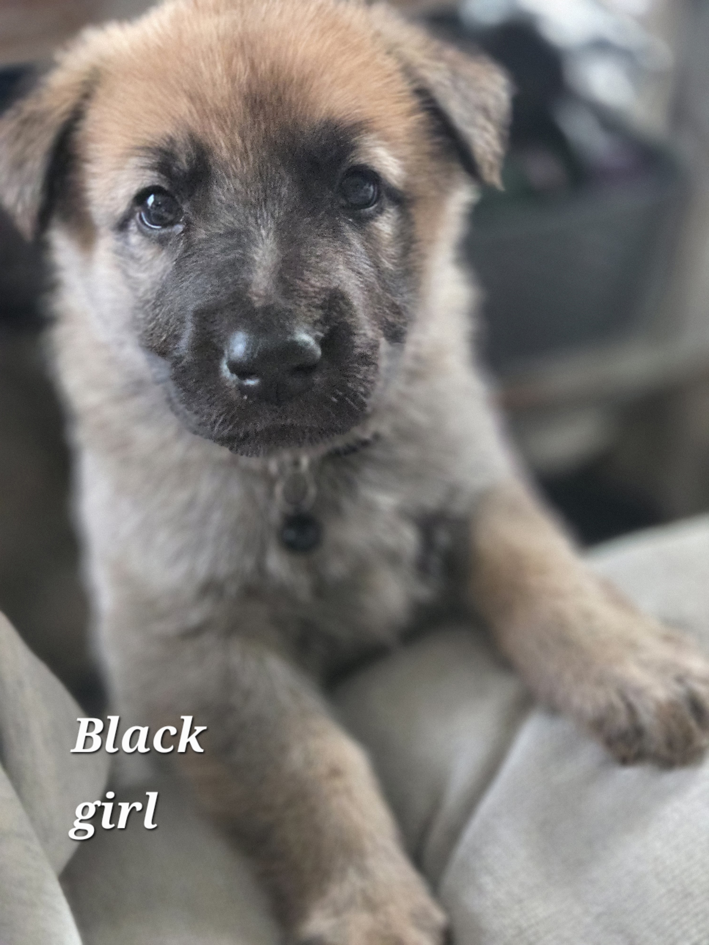 Dogs - Primrose Sands - PetsForHomes