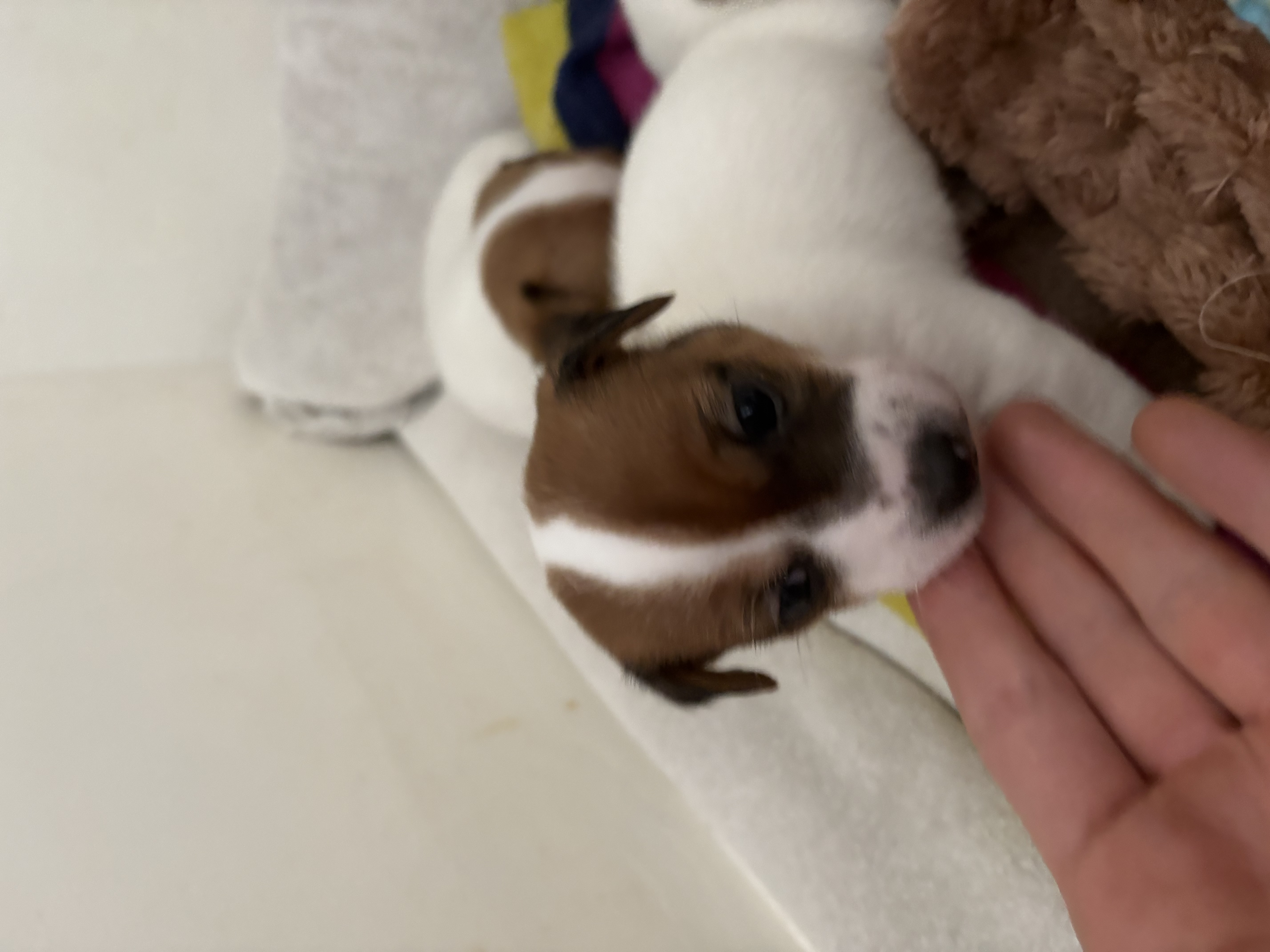 Jack Russell - Robertson - PetsForHomes