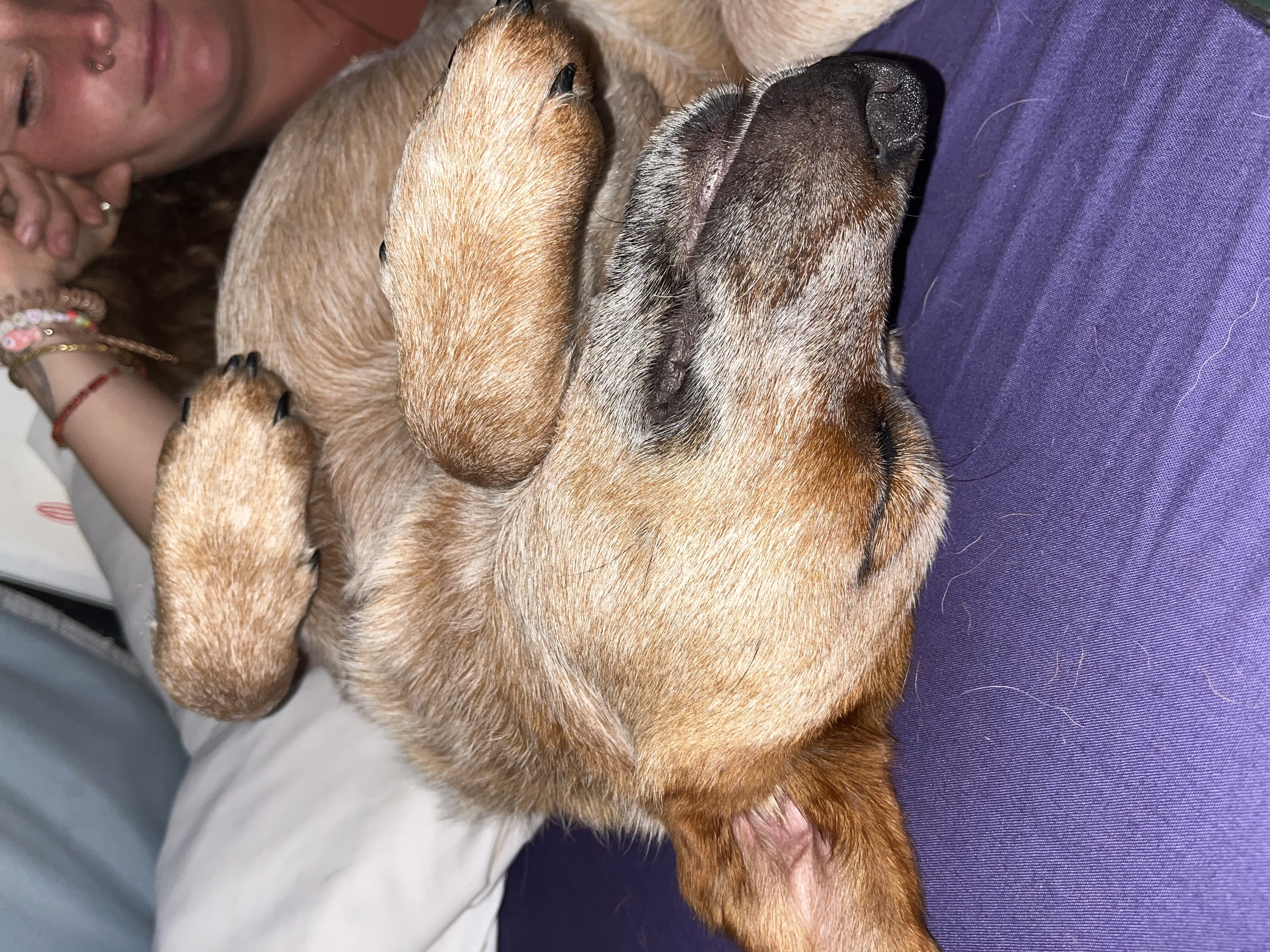 Dogs - Port Douglas - PetsForHomes
