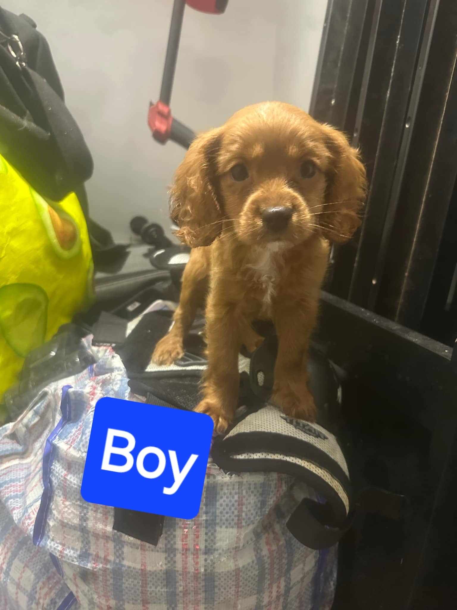 Cavoodle - Beaudesert - PetsForHomes