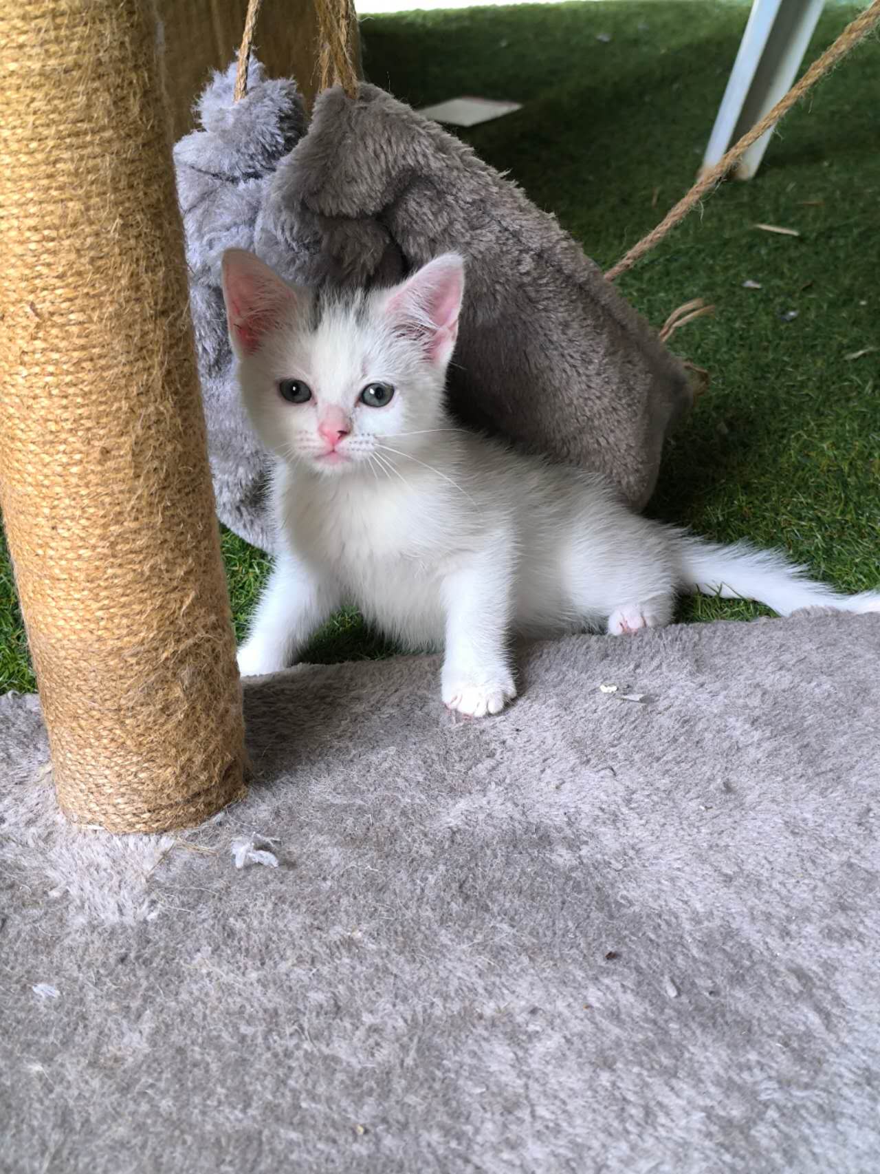 Turkish Angora - Sunnybank Hills - PetsForHomes