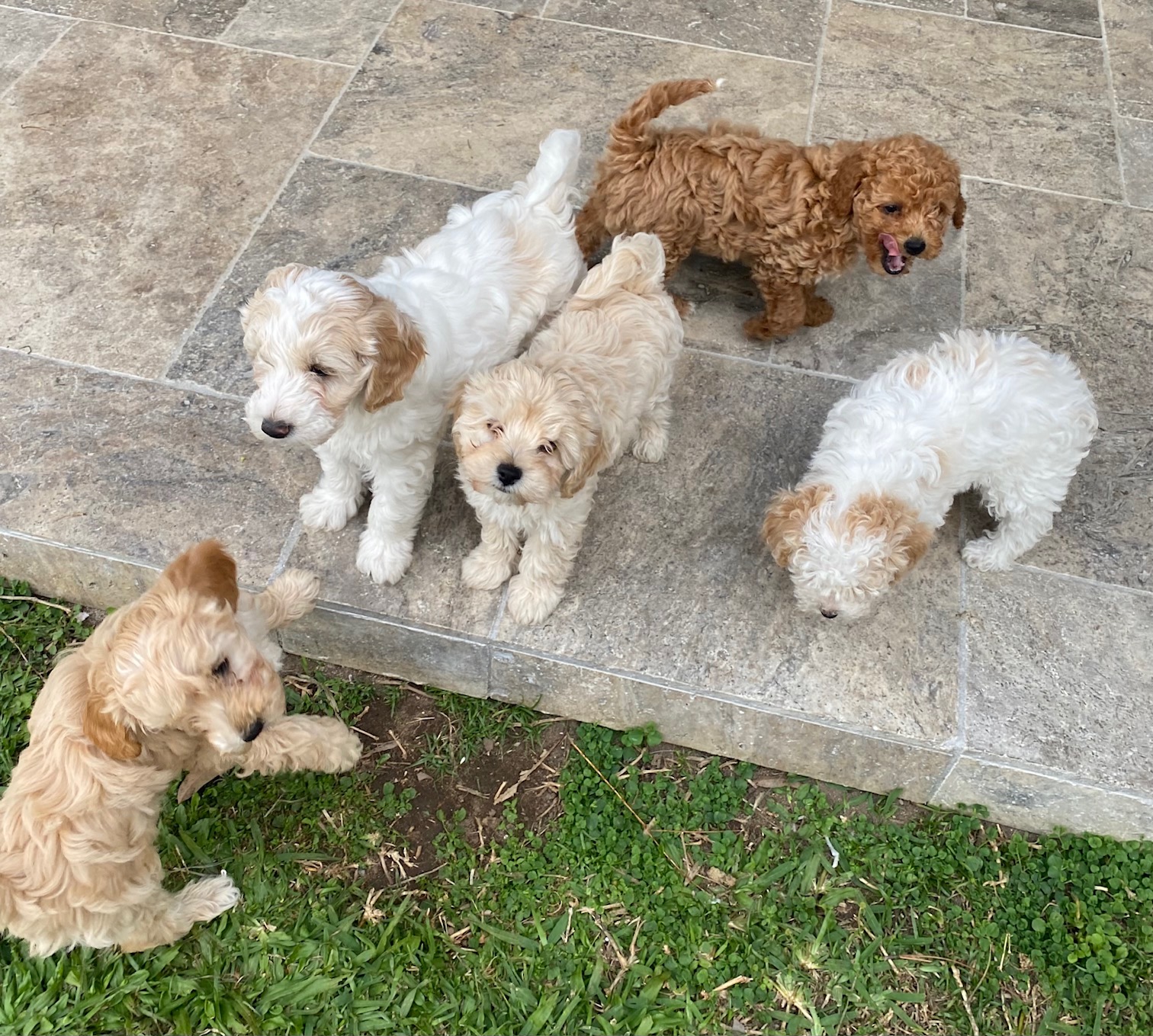 Cavoodle - Oxenford - PetsForHomes