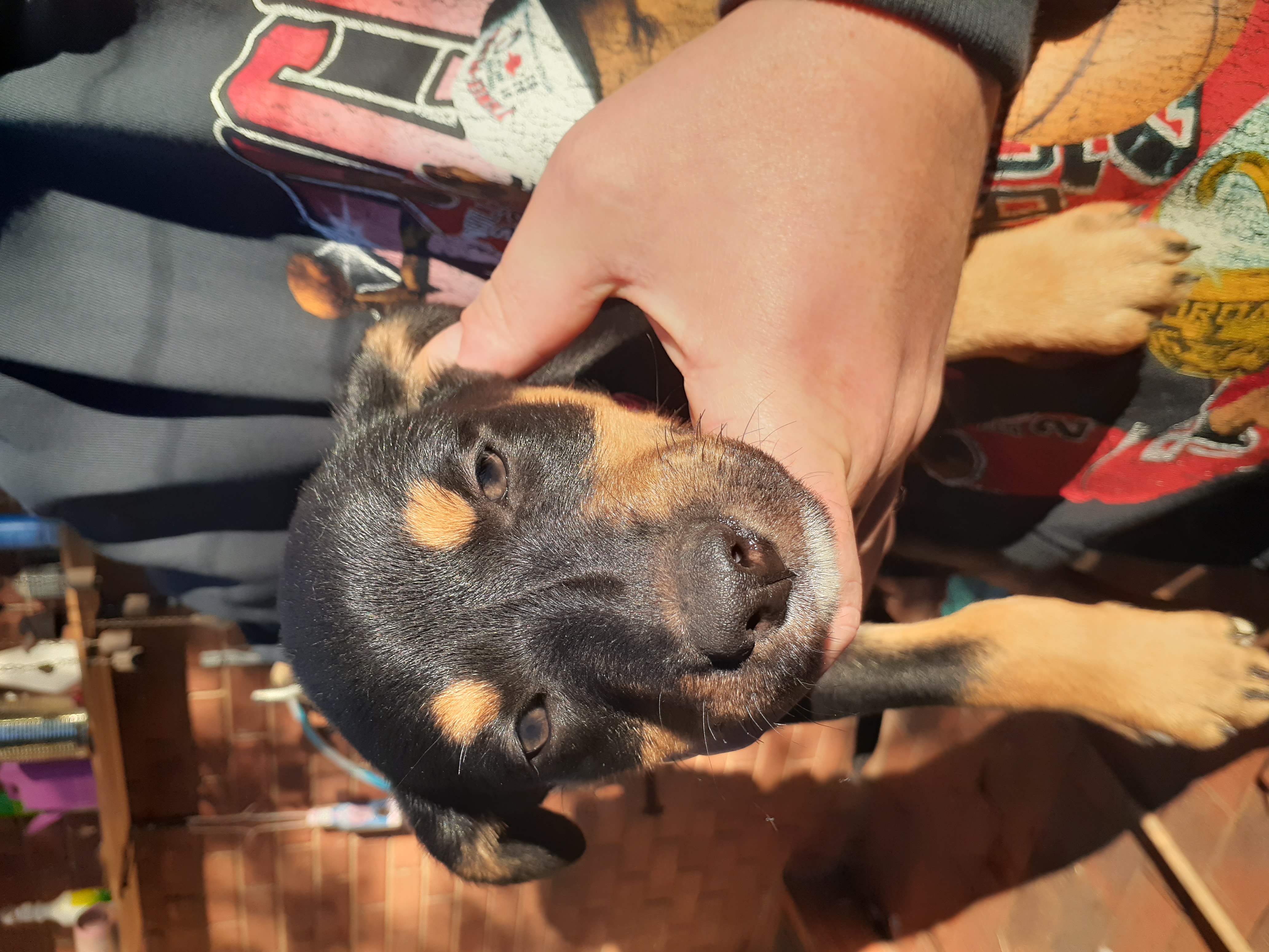 Dogs - Doncaster East - PetsForHomes