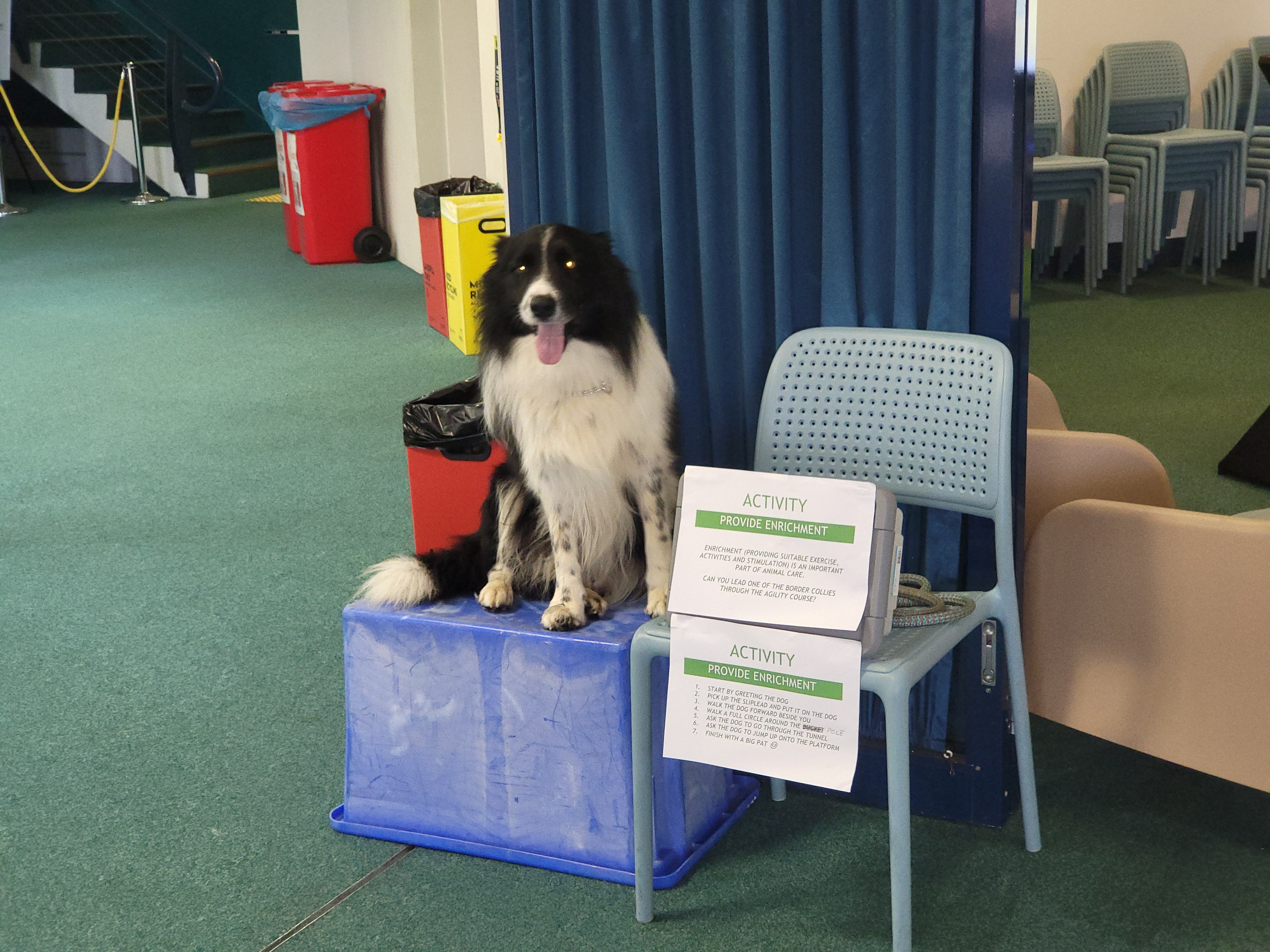 Border Collie - Mount Larcom - PetsForHomes
