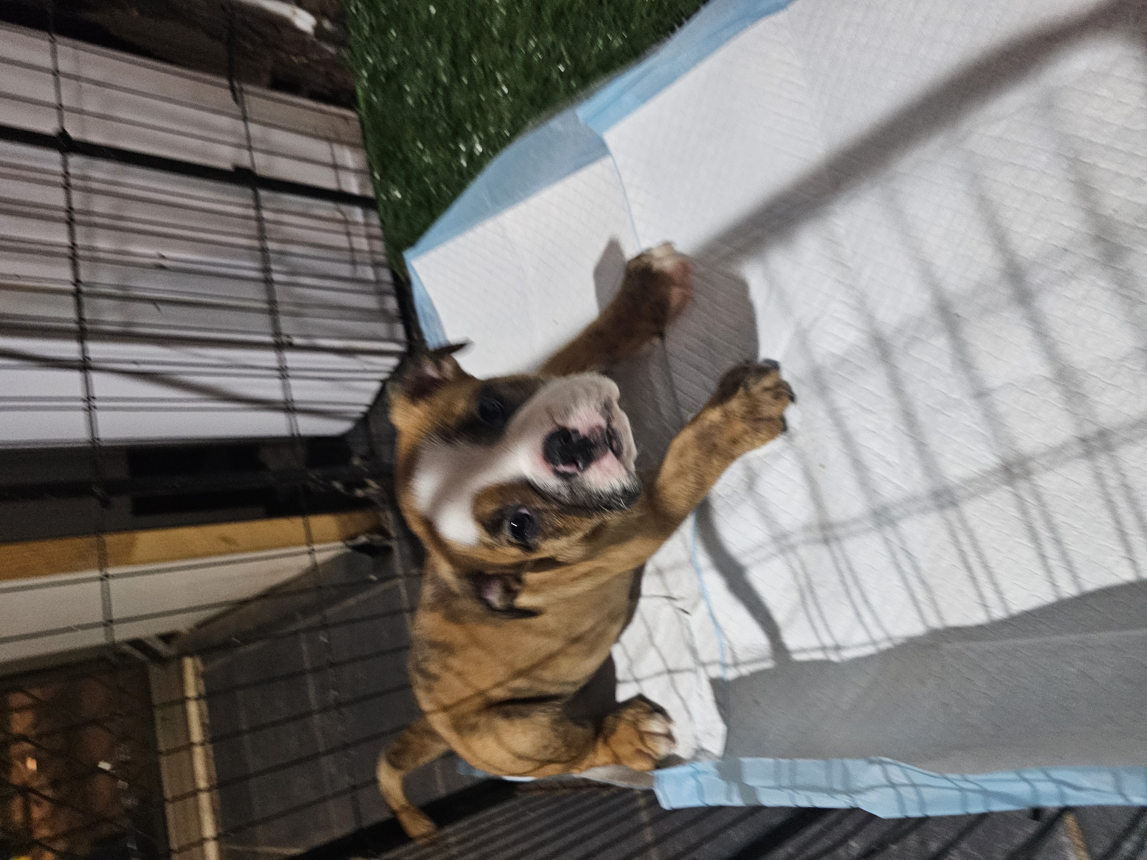 Aussie Bulldog - Dubbo - PetsForHomes