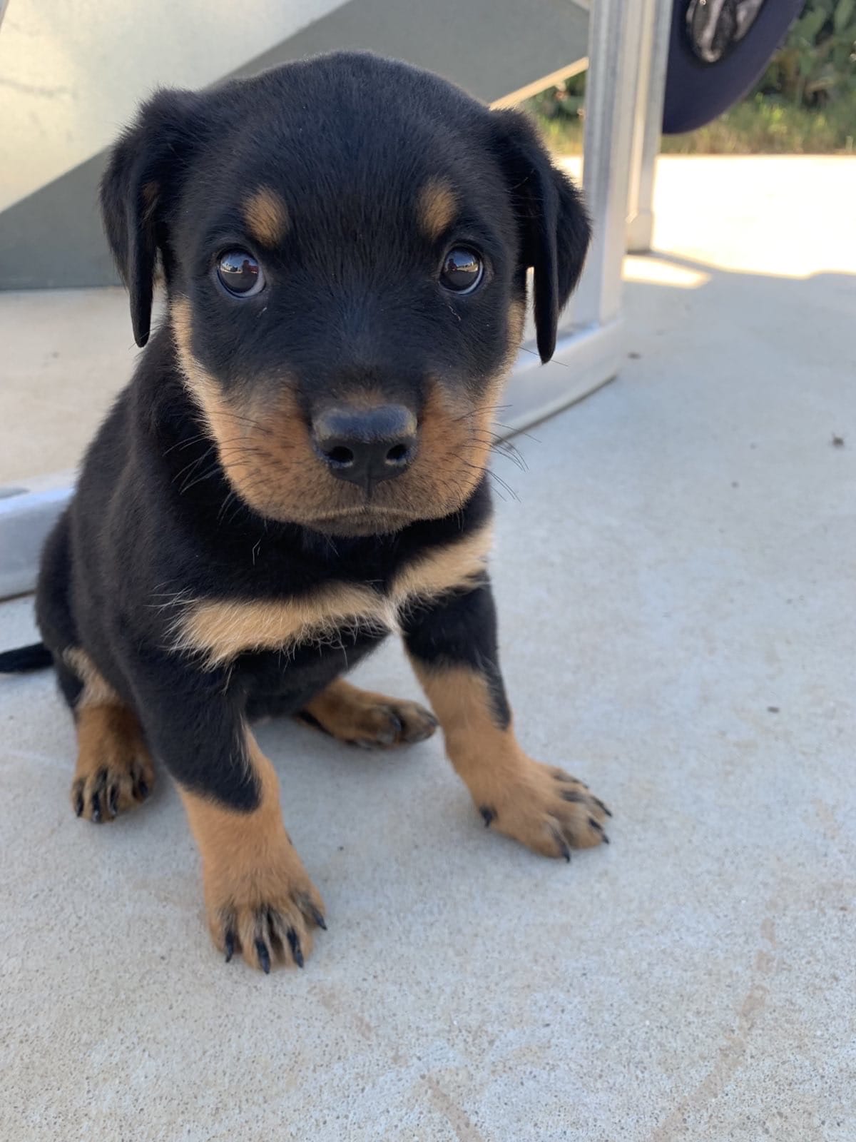 Rottweiler - Shepparton - PetsForHomes
