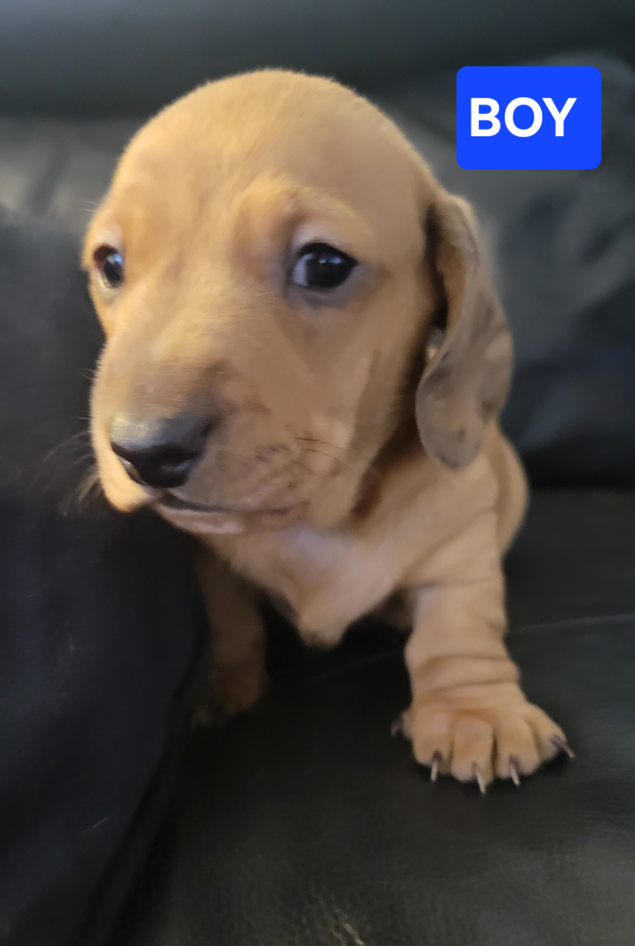 Miniature Dachshund - Baldivis - PetsForHomes