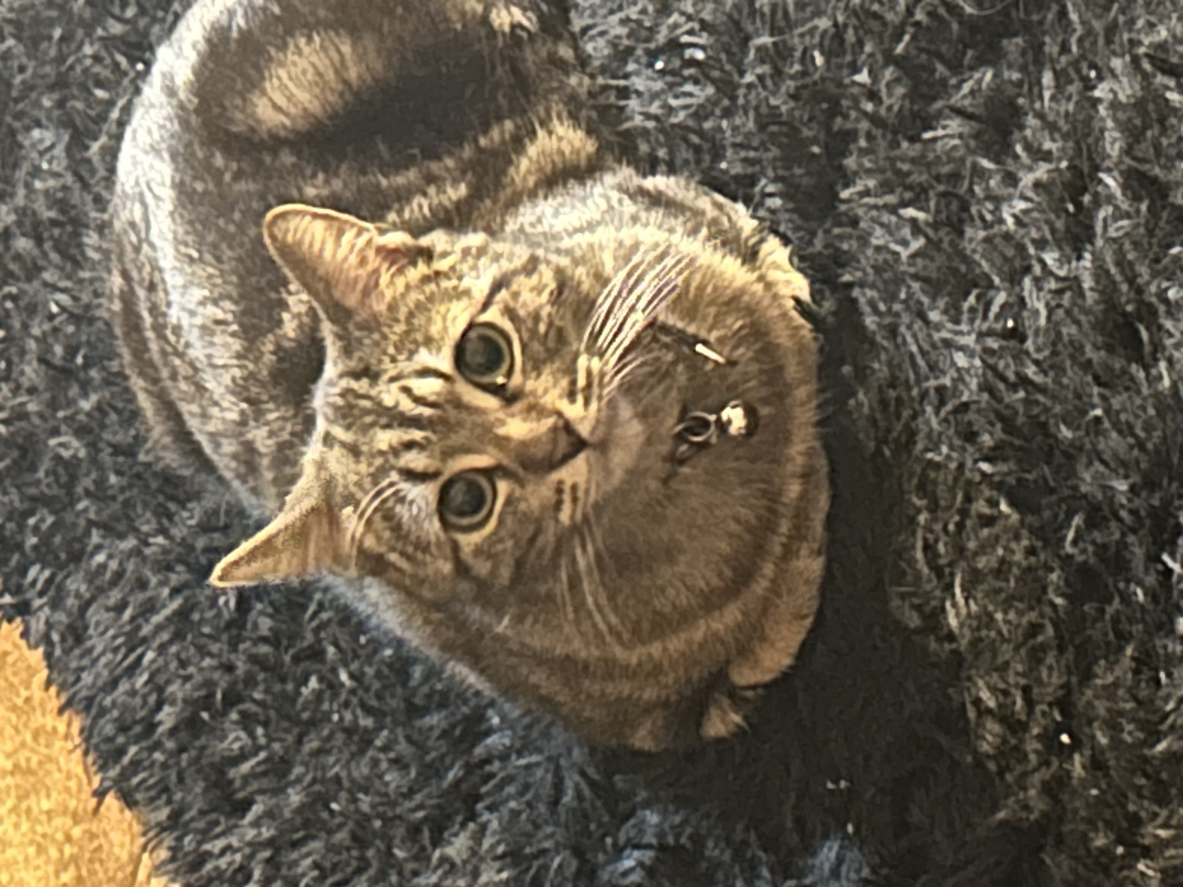 Cats - Central Coast - PetsForHomes