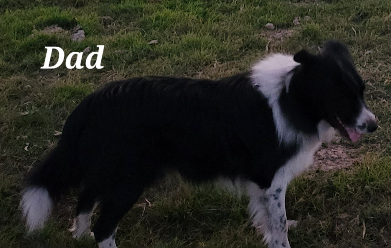 Border Collie - Mount Larcom - PetsForHomes