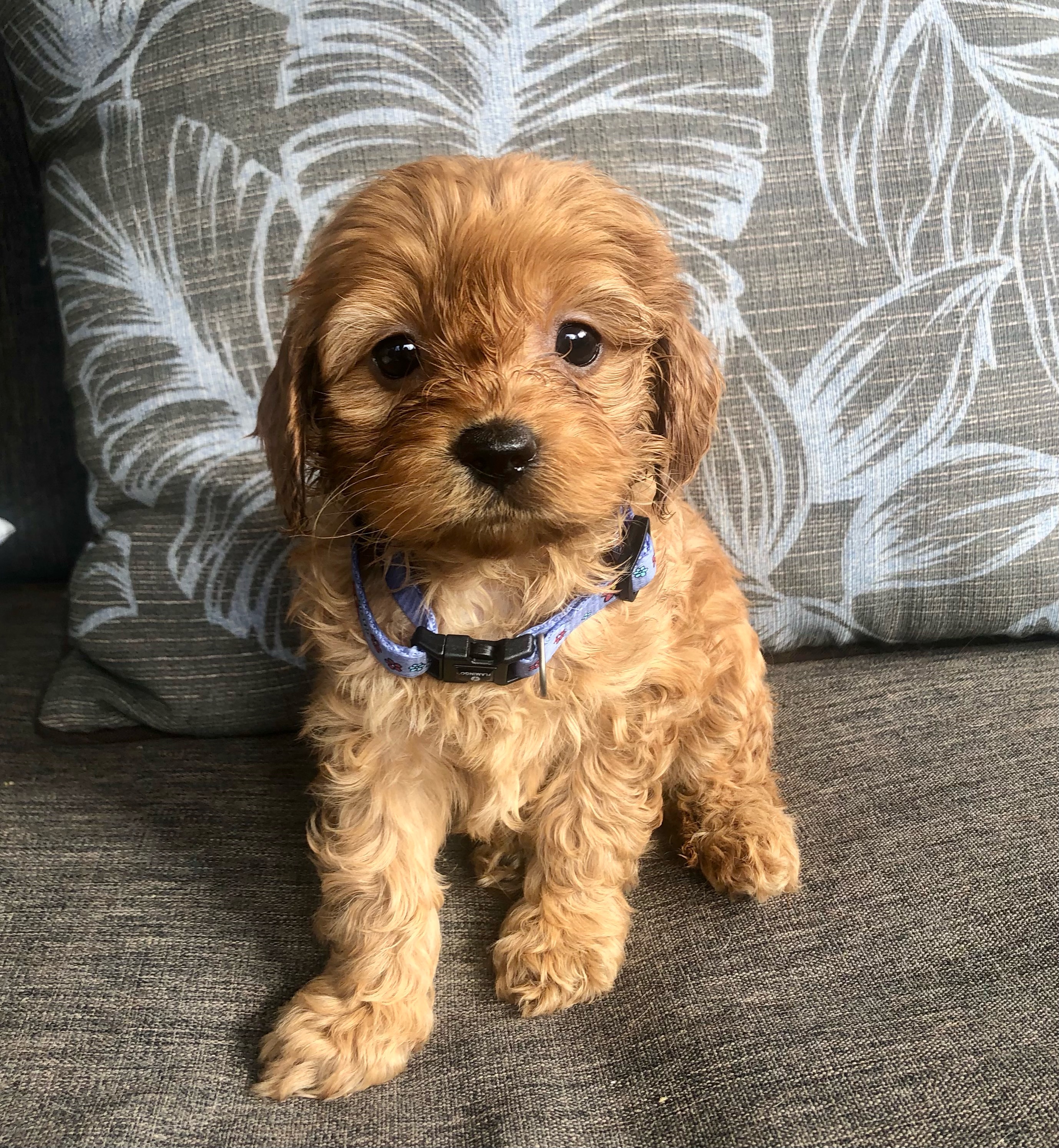 Cavoodle - Geelong - PetsForHomes